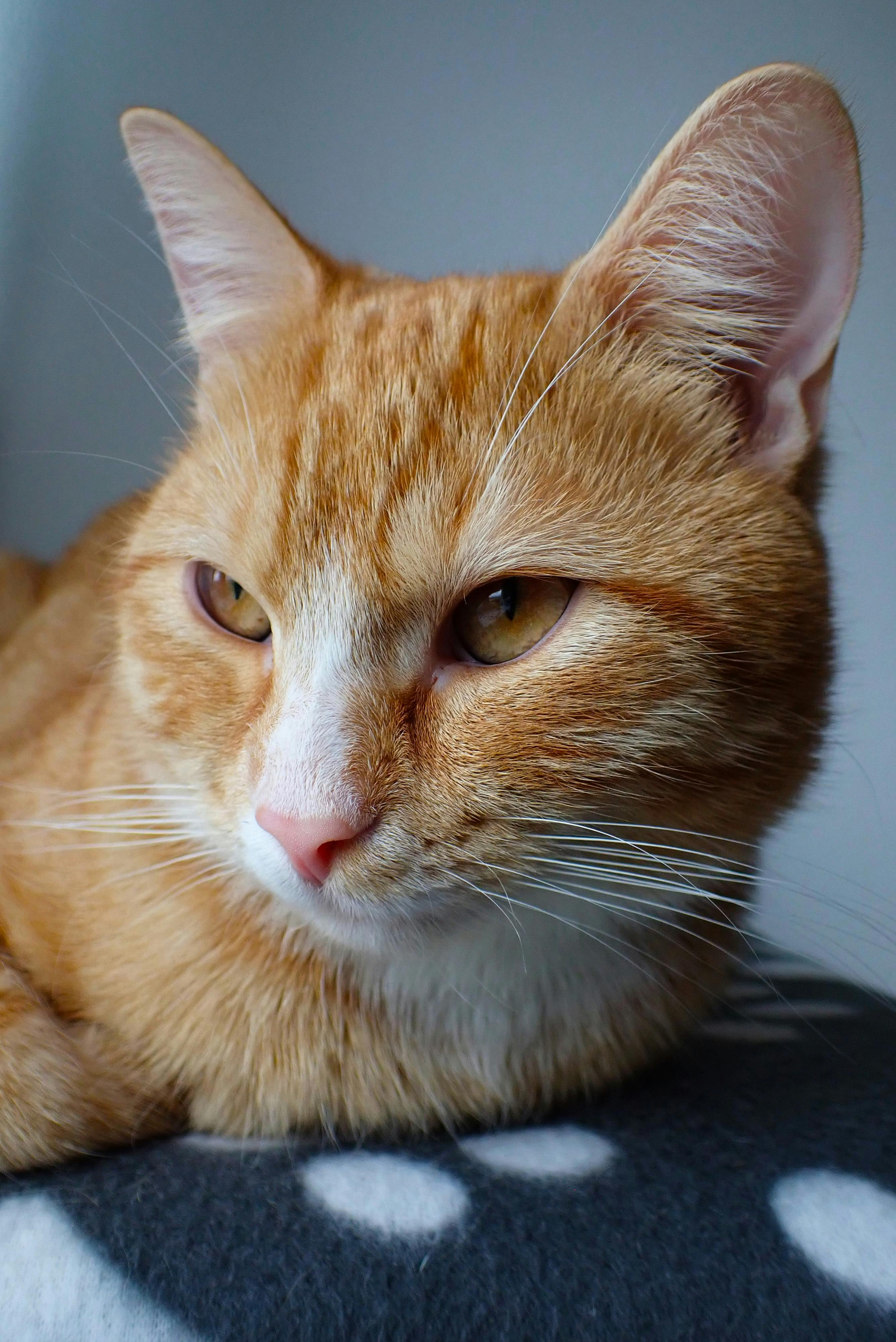 Winniefred Photos, Download The BEST Free Winniefred Stock Photos & HD ...