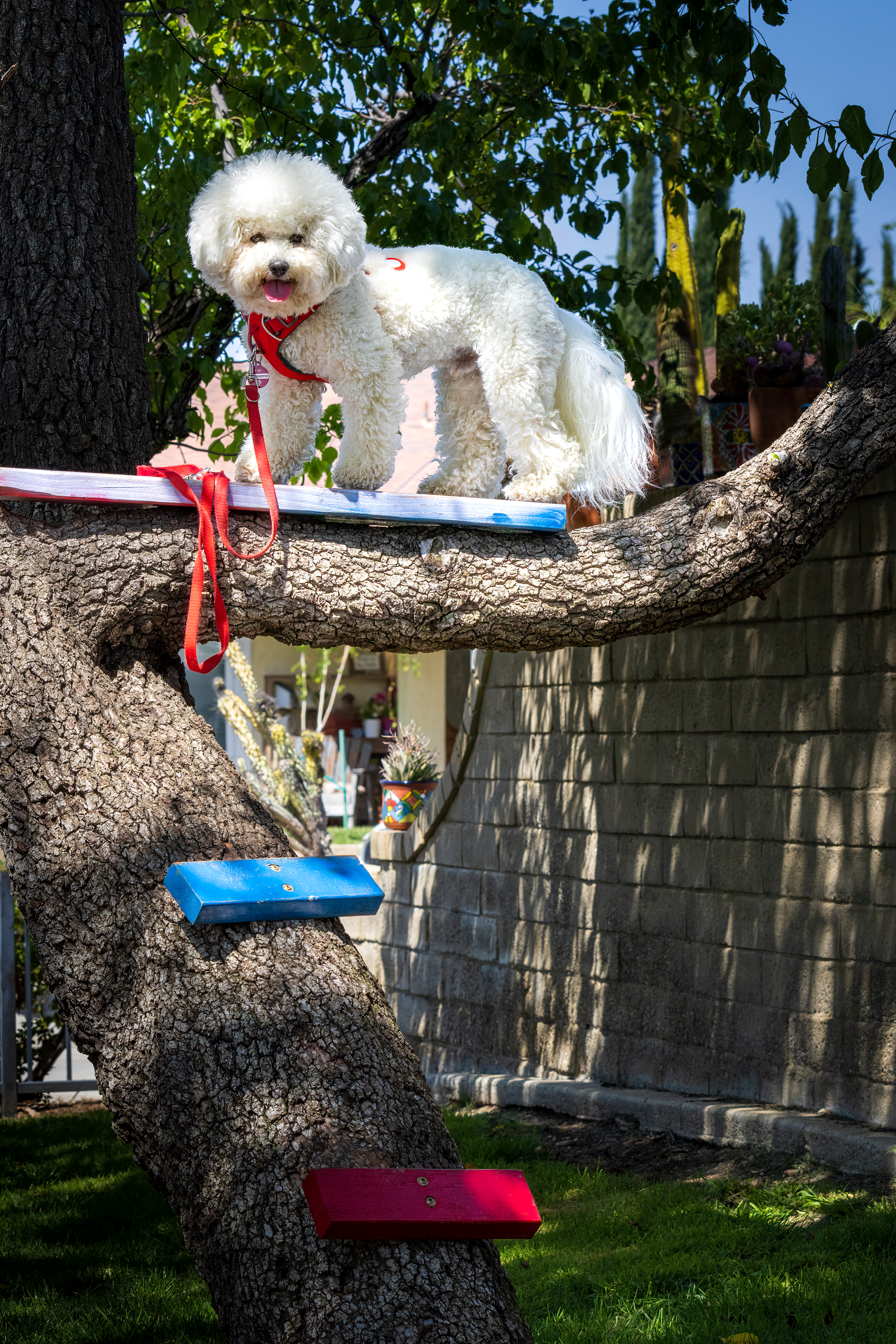 White Dog on a Branch in a Garden · Free Stock Photo
