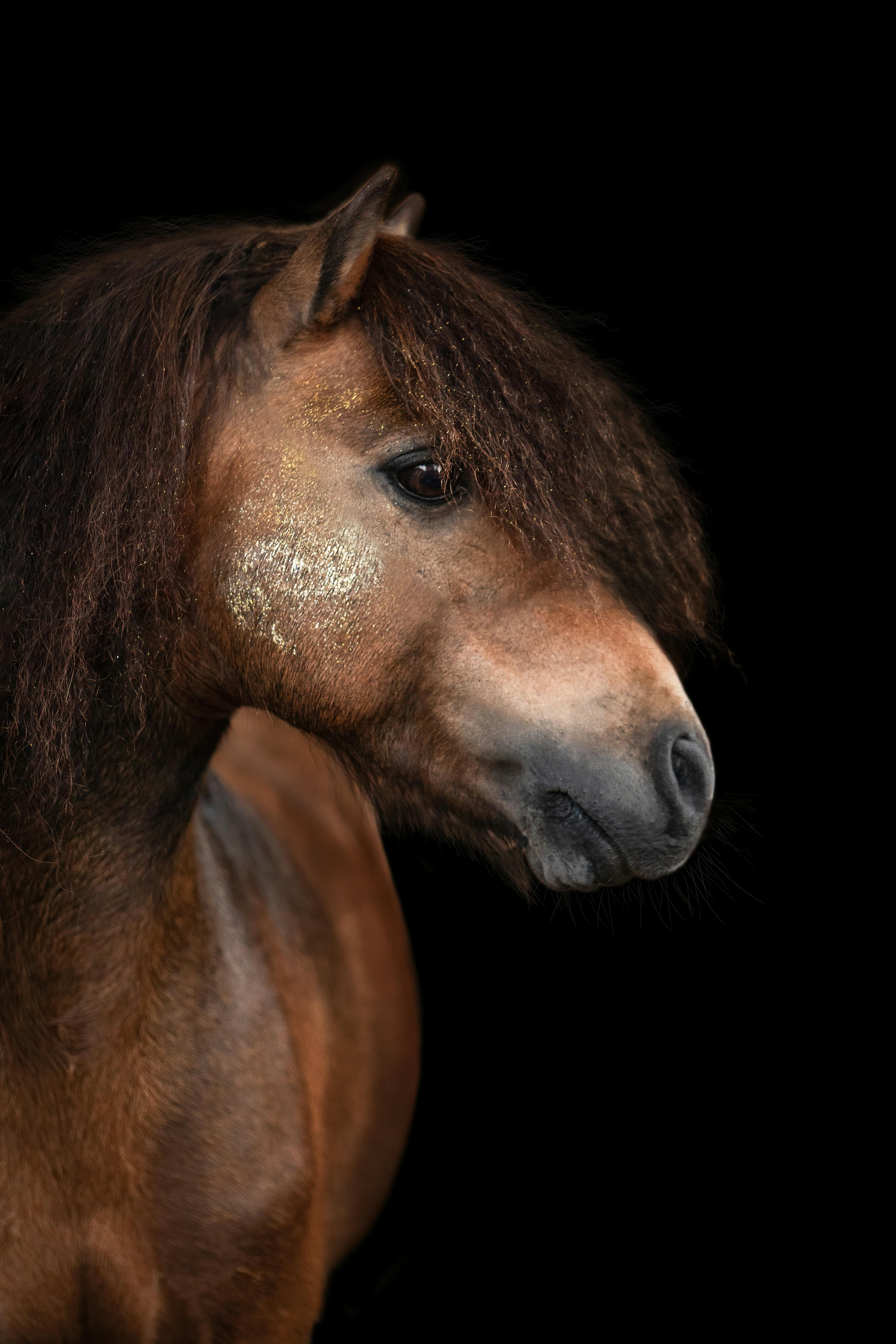 Portrait of Brown Horse · Free Stock Photo