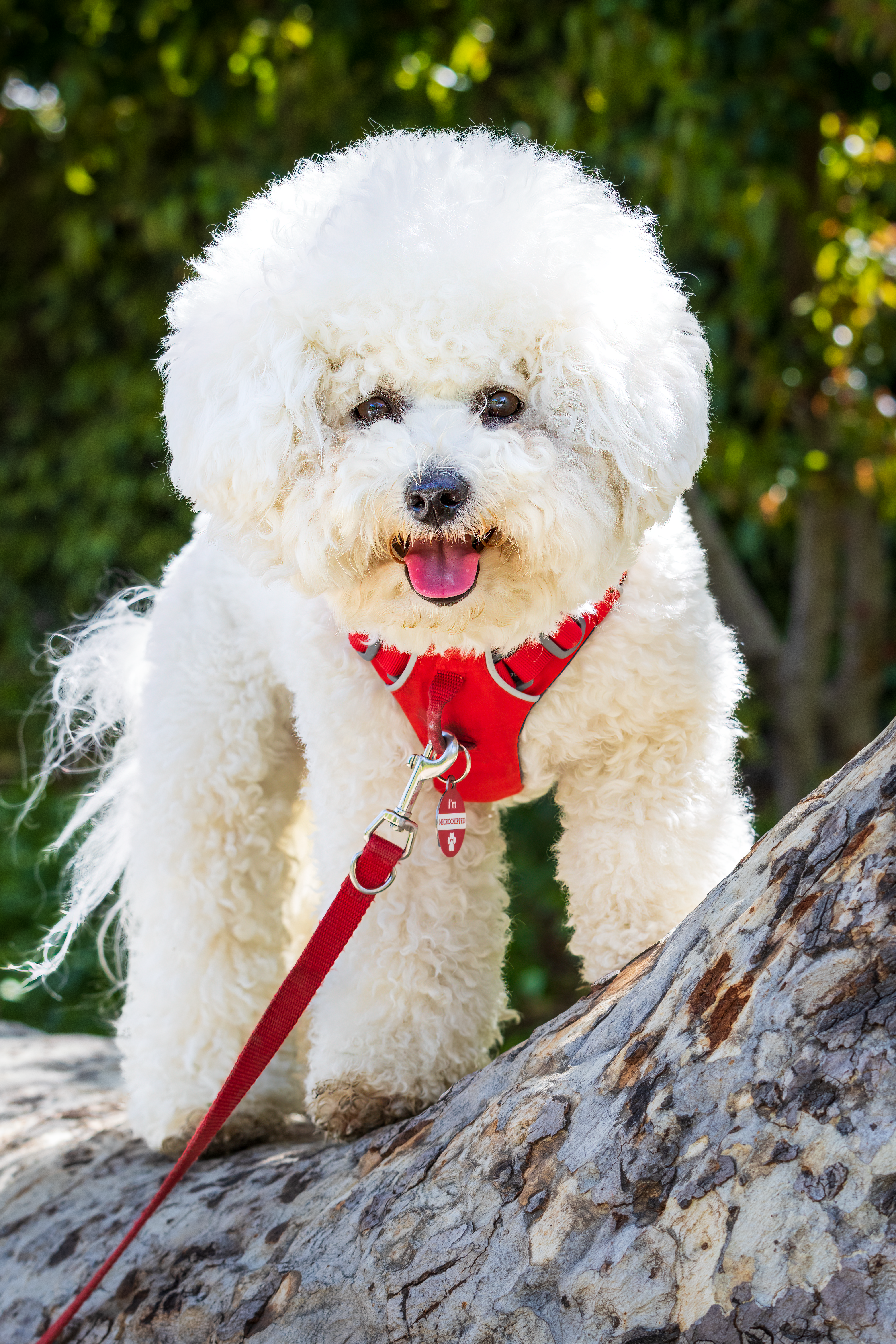 Adorable Bichon Frise Standing on Tree Log · Free Stock Photo