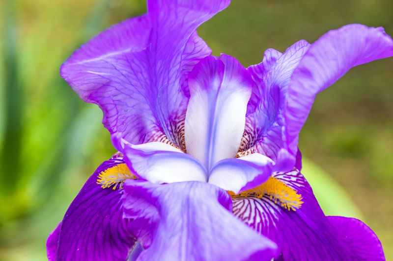 Flower Purple Photos, Download The BEST Free Flower Purple Stock Photos ...