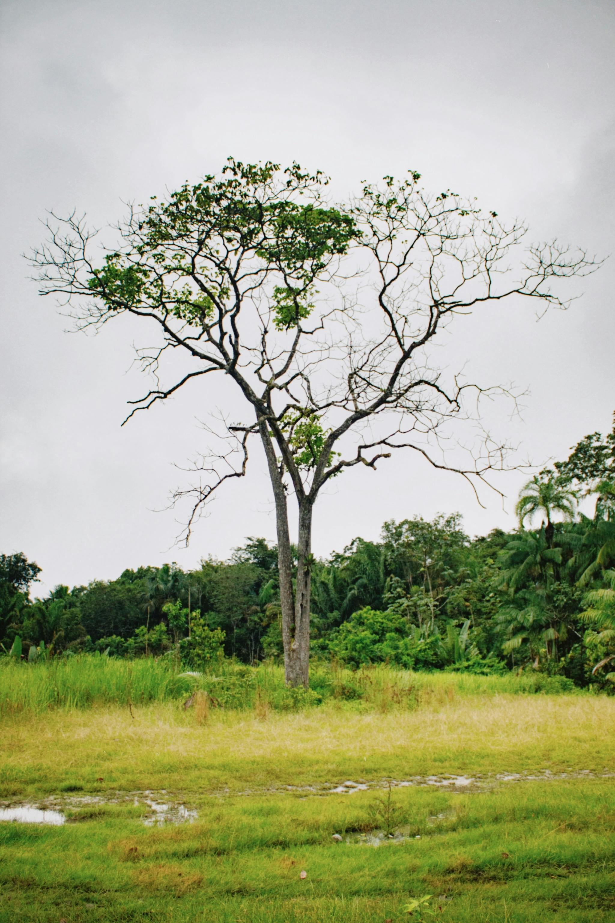 Estepe Schrub Photos, Download The BEST Free Estepe Schrub Stock Photos ...