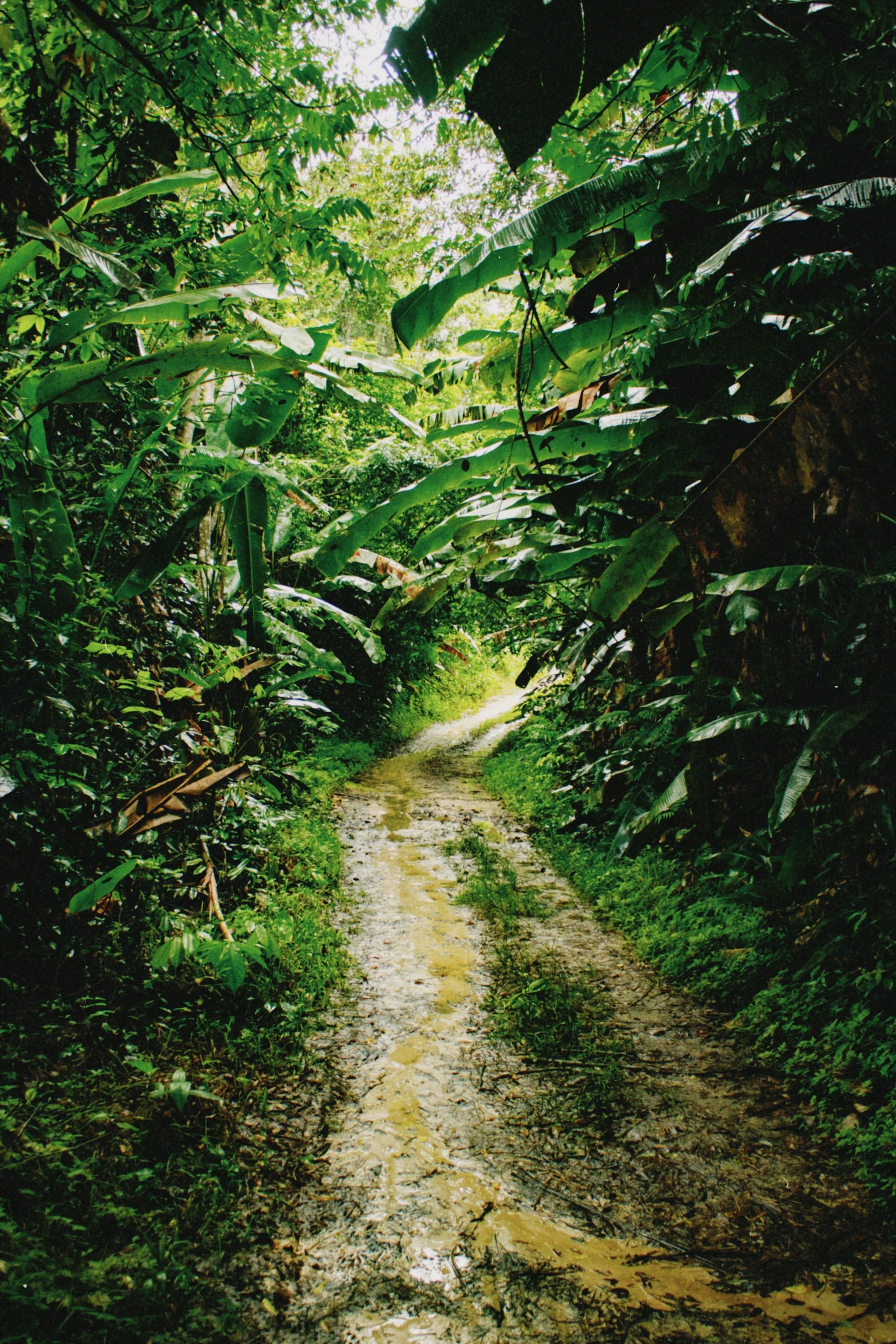 Footpath in Jungle · Free Stock Photo