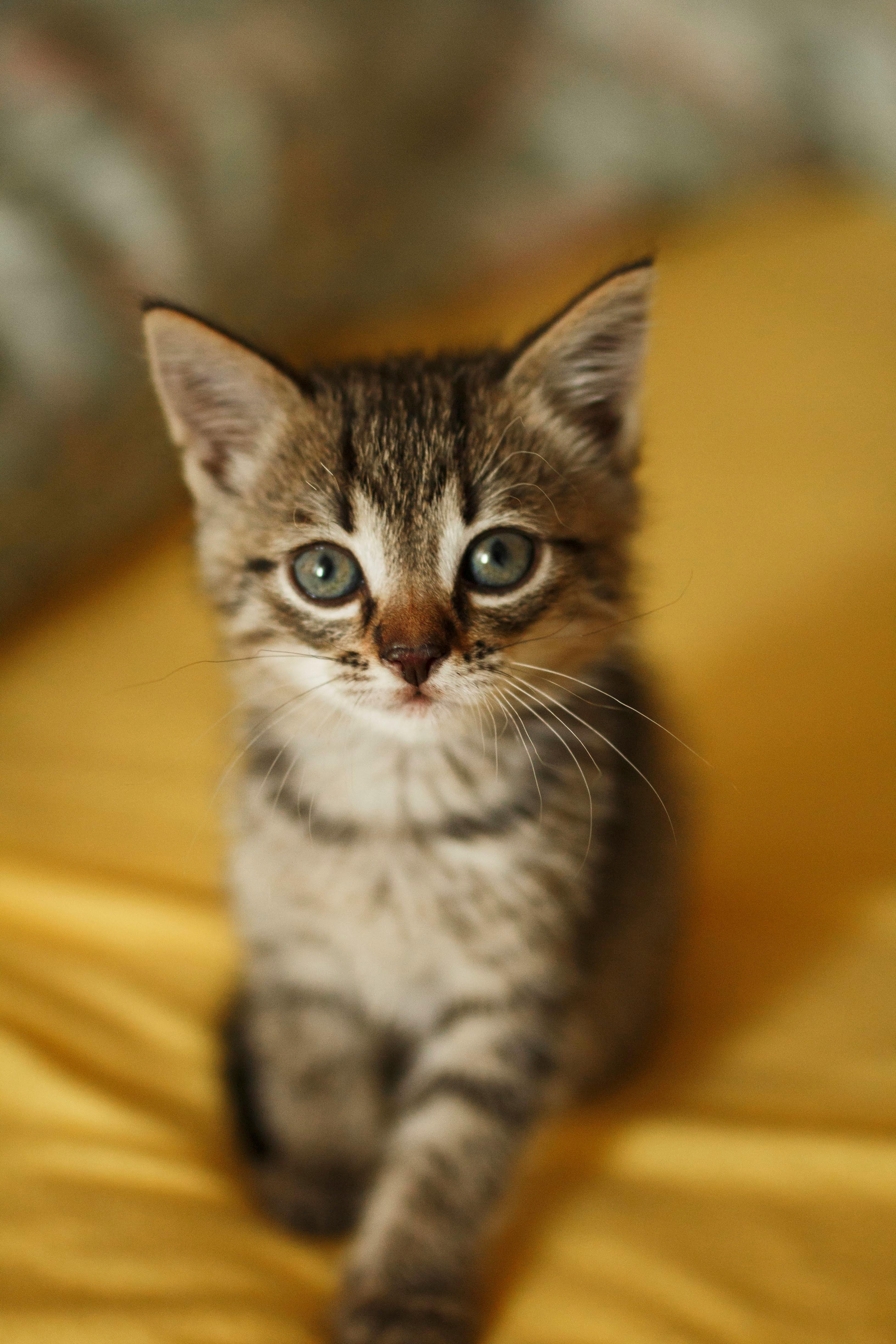 Little Cat Sitting on Bed · Free Stock Photo