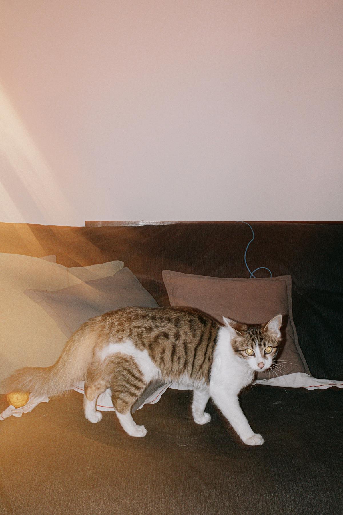 Cat Walking Photos, Download The BEST Free Cat Walking Stock Photos ...