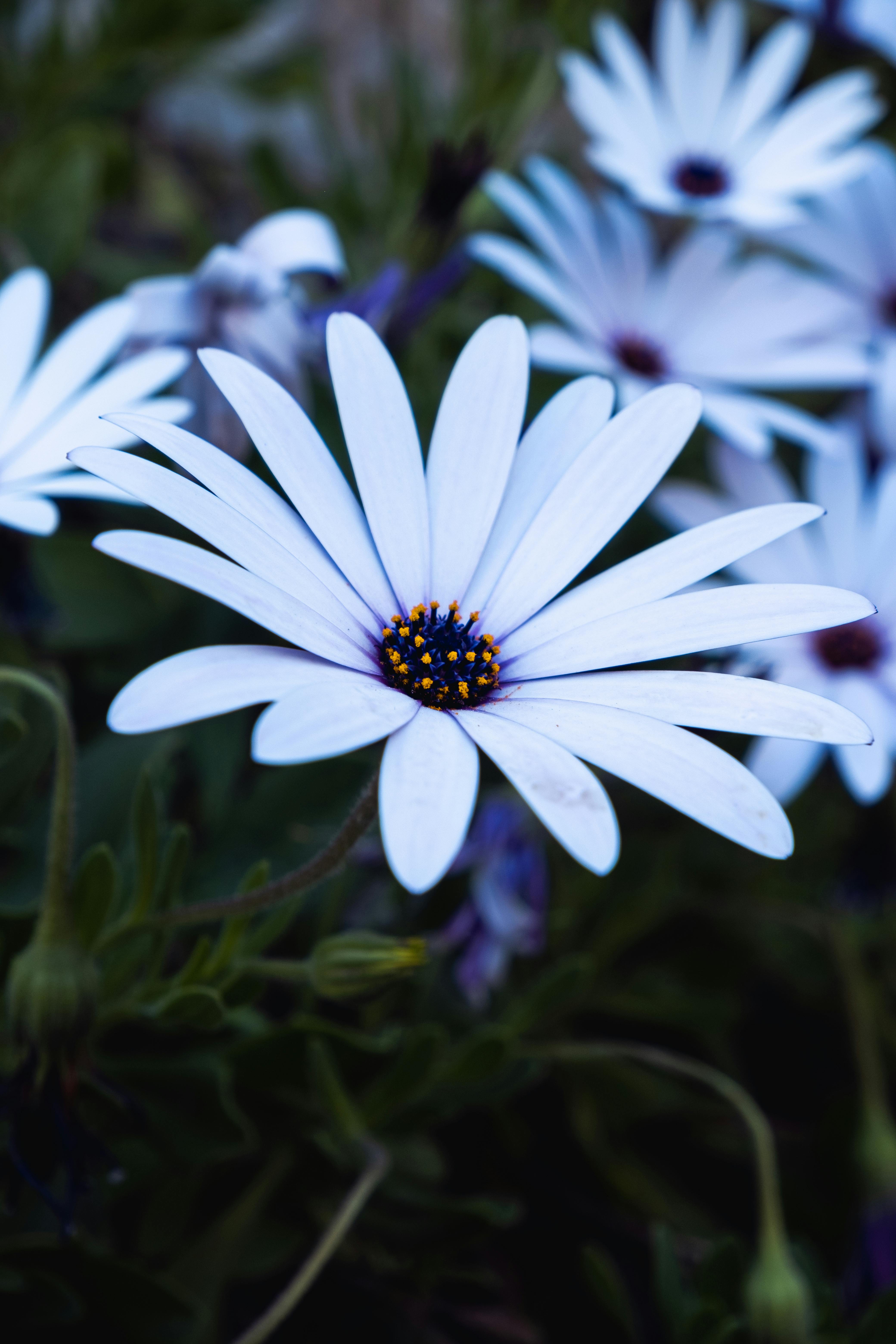 Close-up of Flower Petals · Free Stock Photo