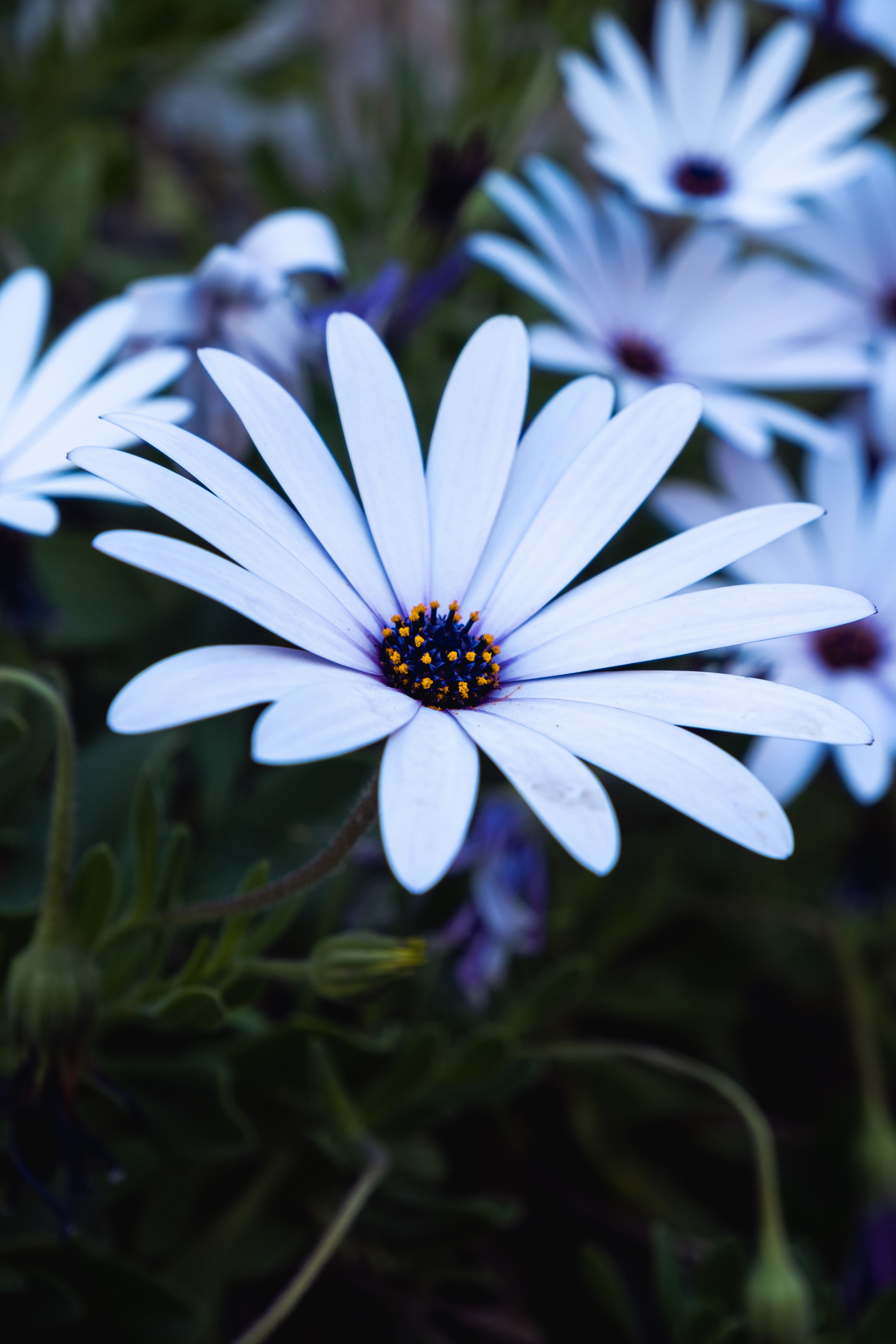 Close-up of Flower Petals · Free Stock Photo