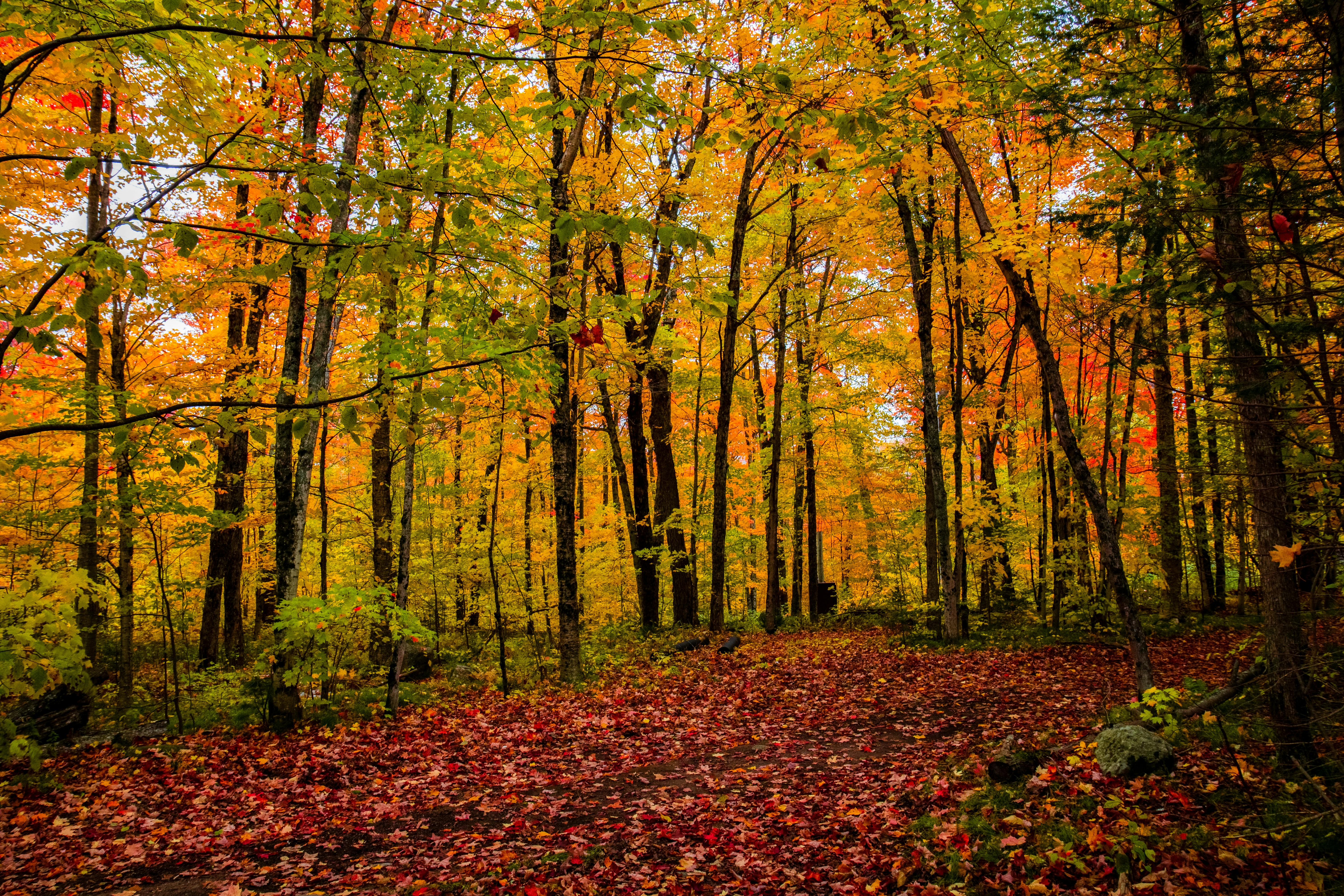 Photo of Forest During Fall Season · Free Stock Photo