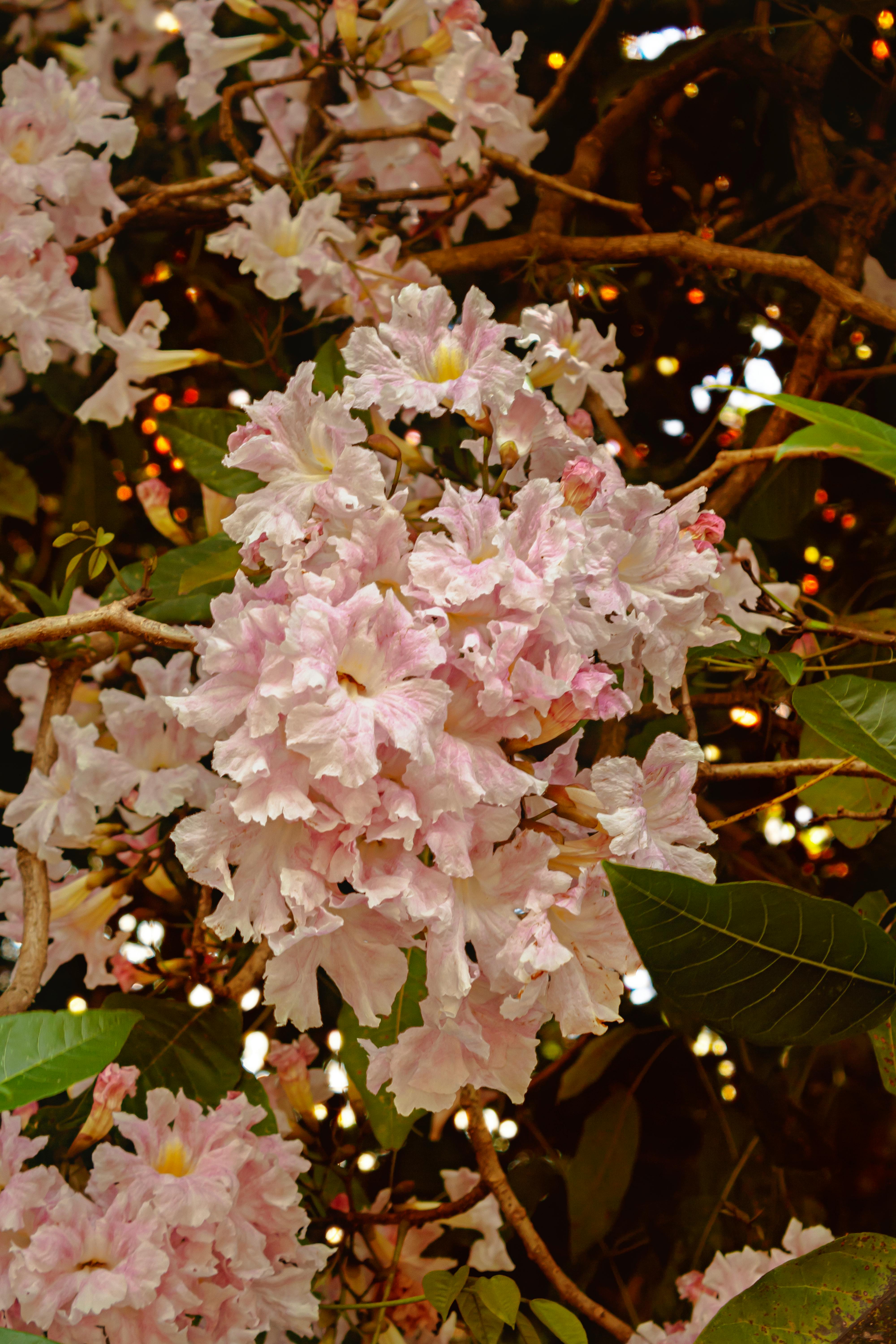 Flowers of Pink Poui Tree · Free Stock Photo