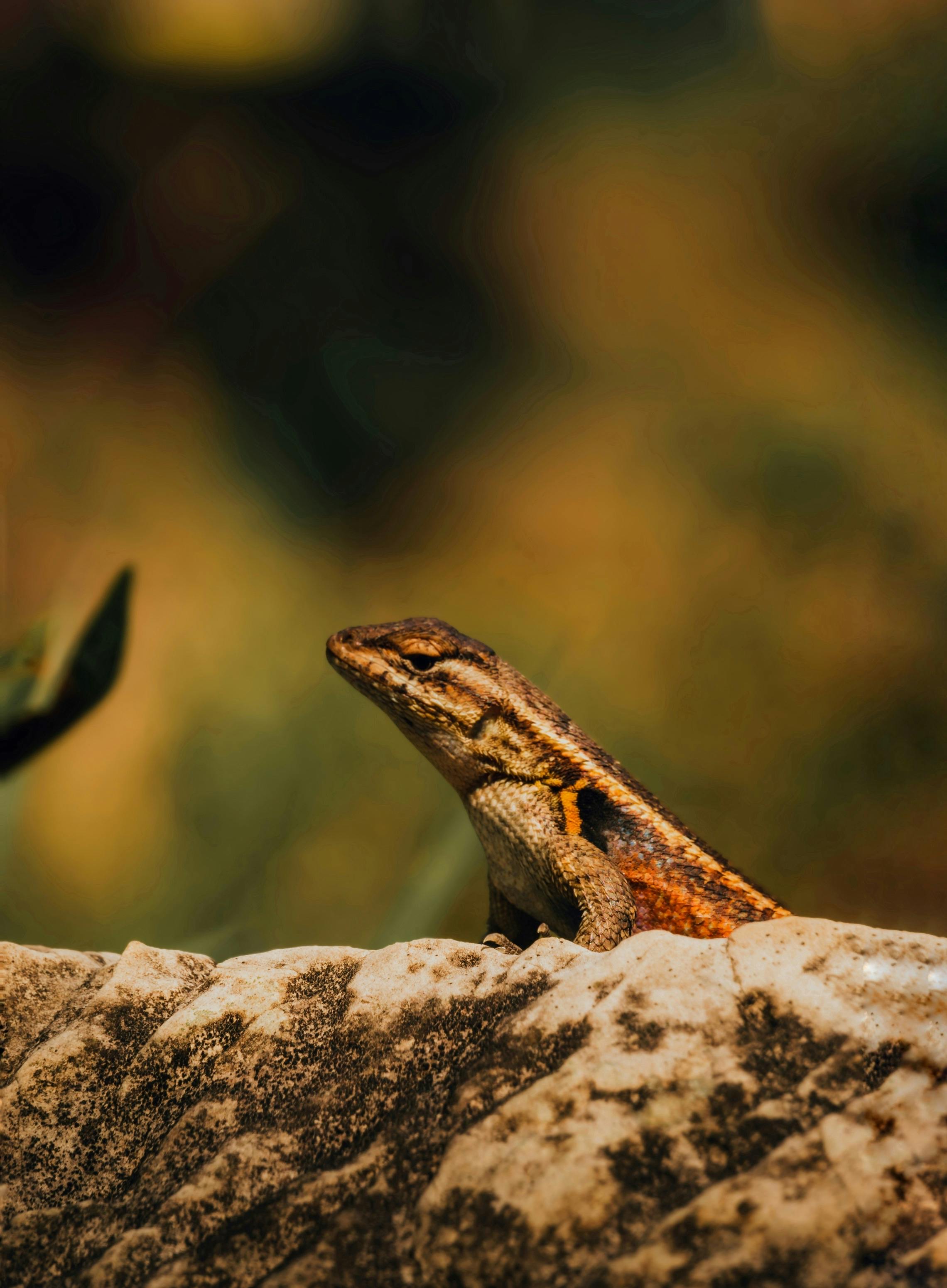 Close up of Lizard · Free Stock Photo