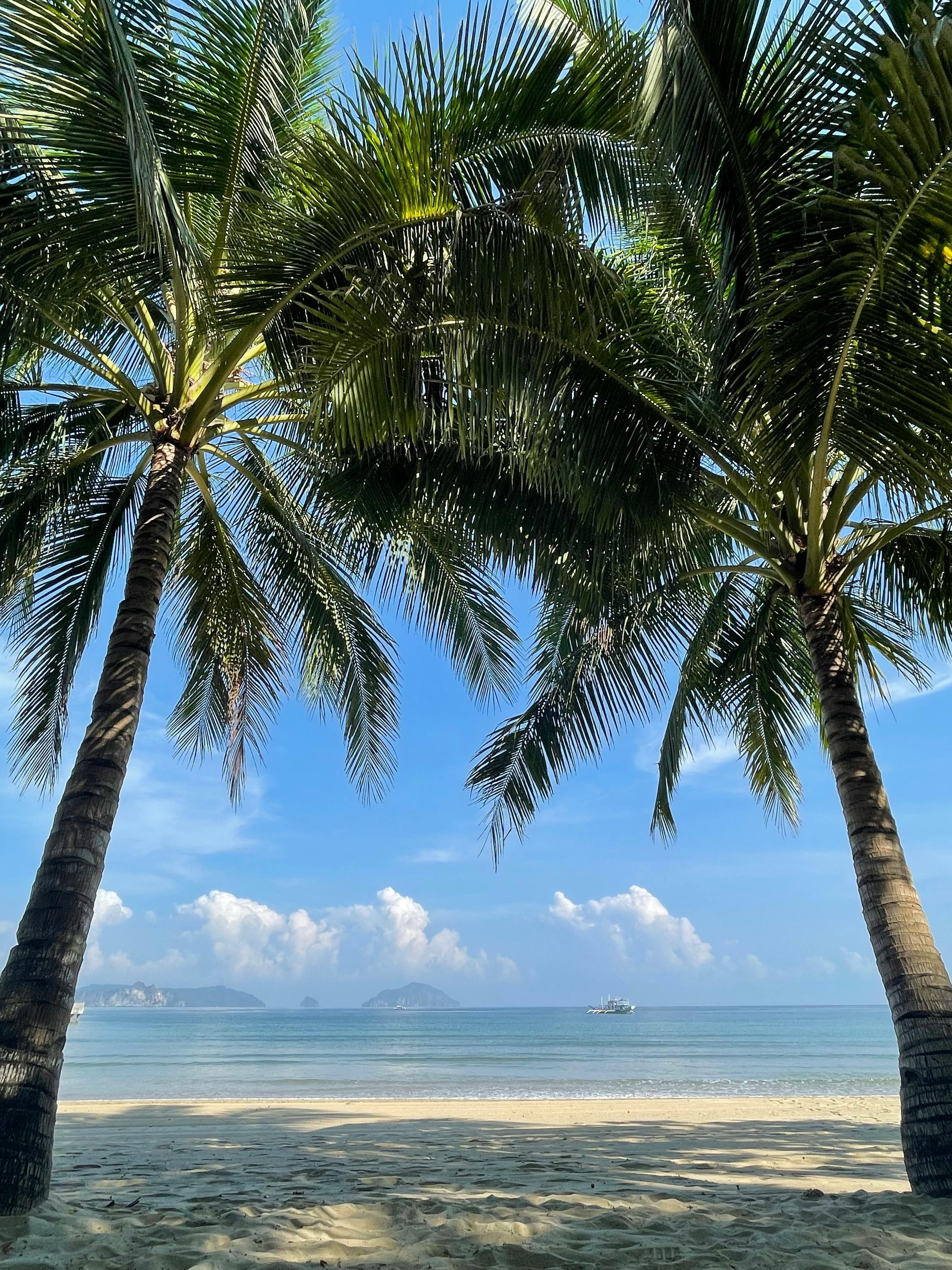 View of a Beach with Palm Trees · Free Stock Photo