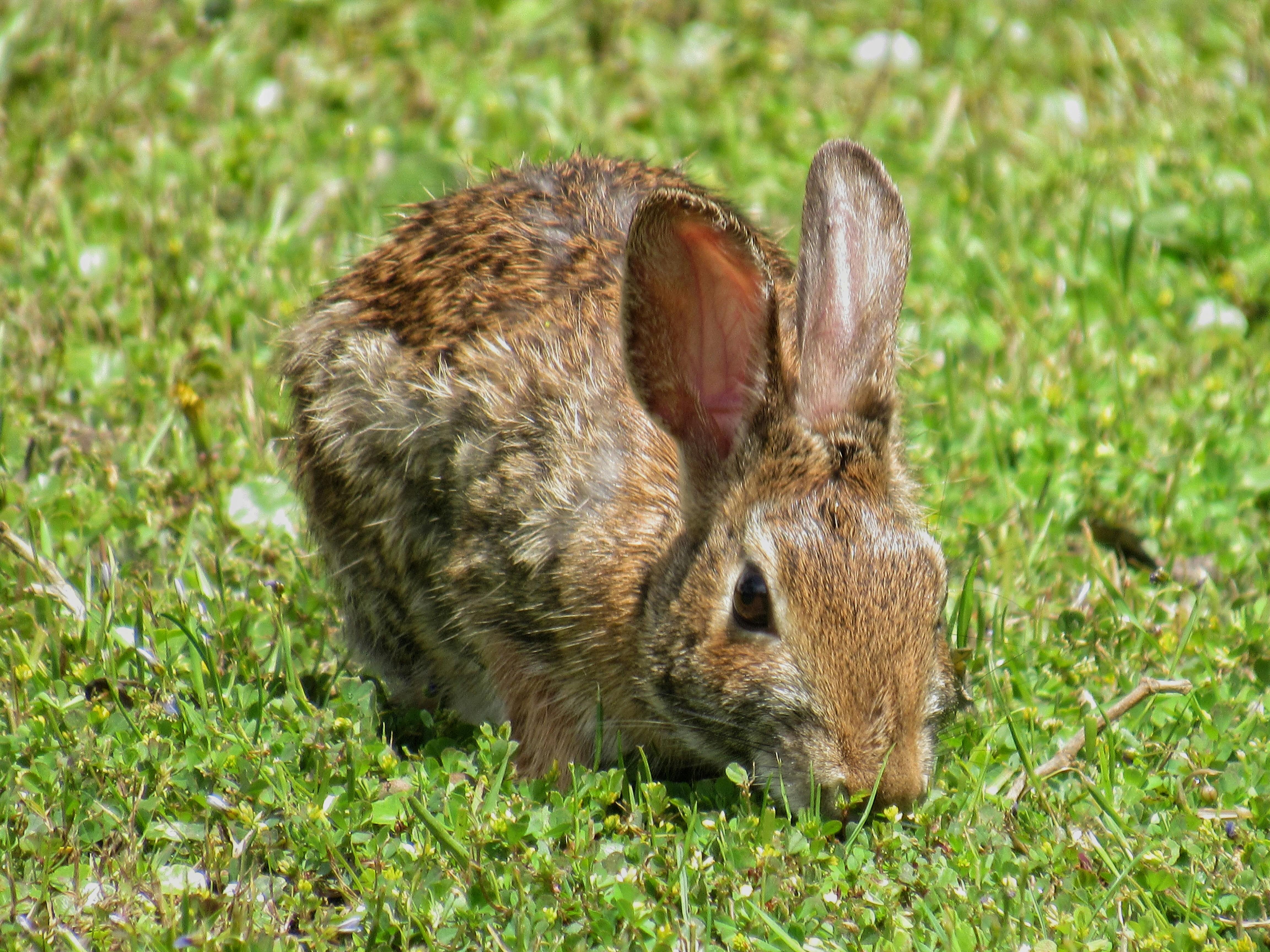 Close-up of Rabbit on Field · Free Stock Photo