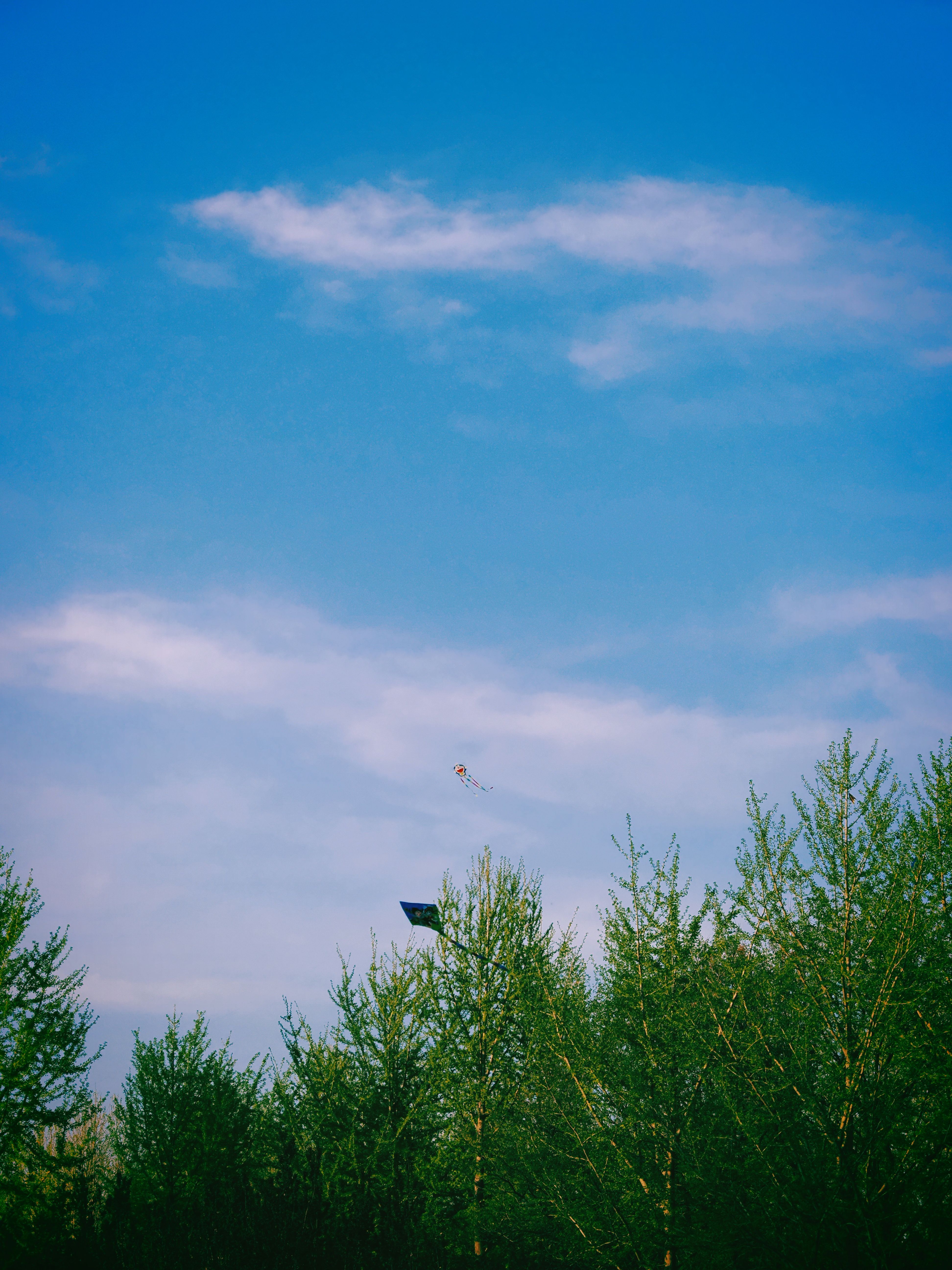 Trees with Kites and Blue Sky behind · Free Stock Photo