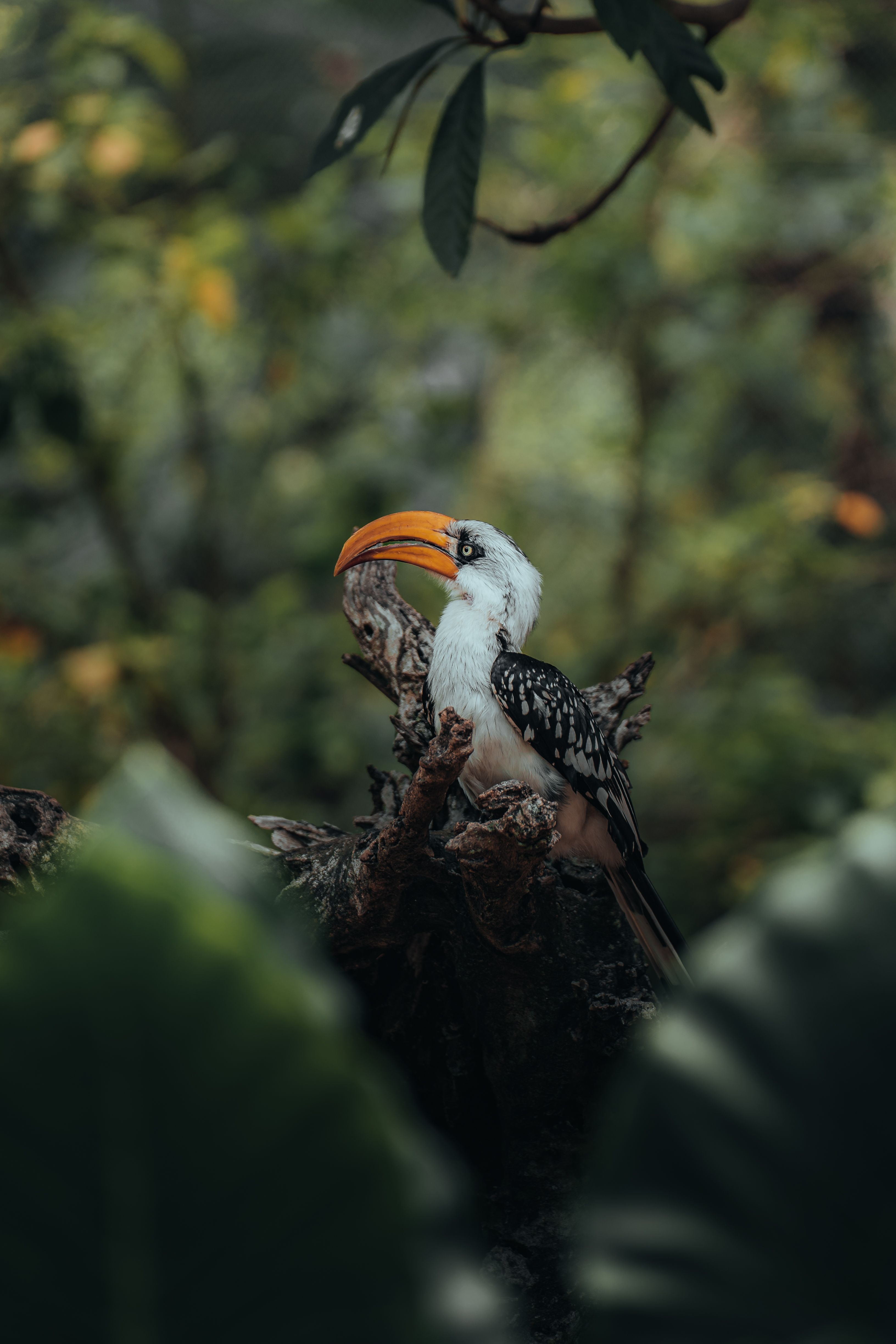 Exotic Southern Yellow Billed Hornbill · Free Stock Photo