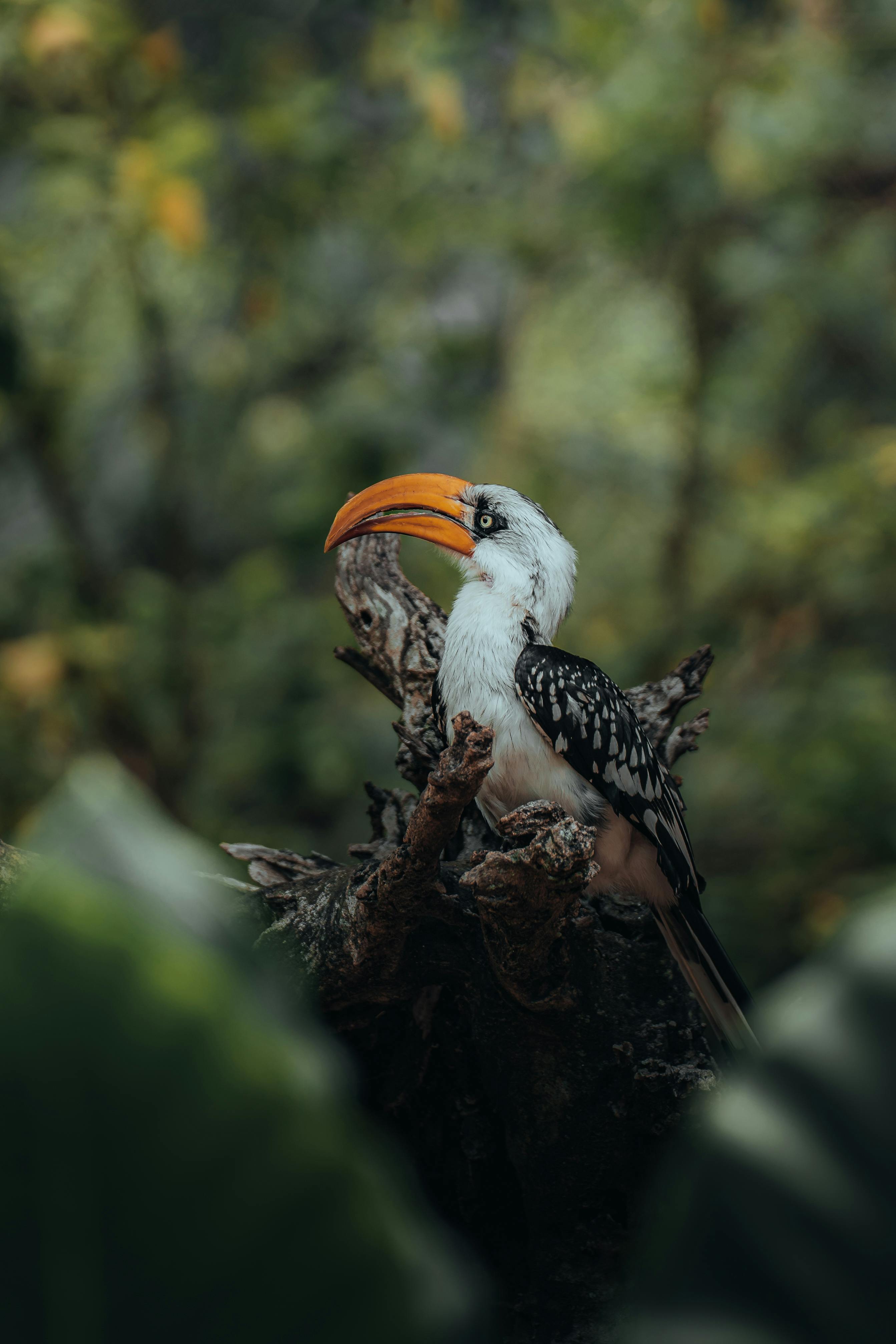 Disabled Bird Photos, Download The BEST Free Disabled Bird Stock Photos ...