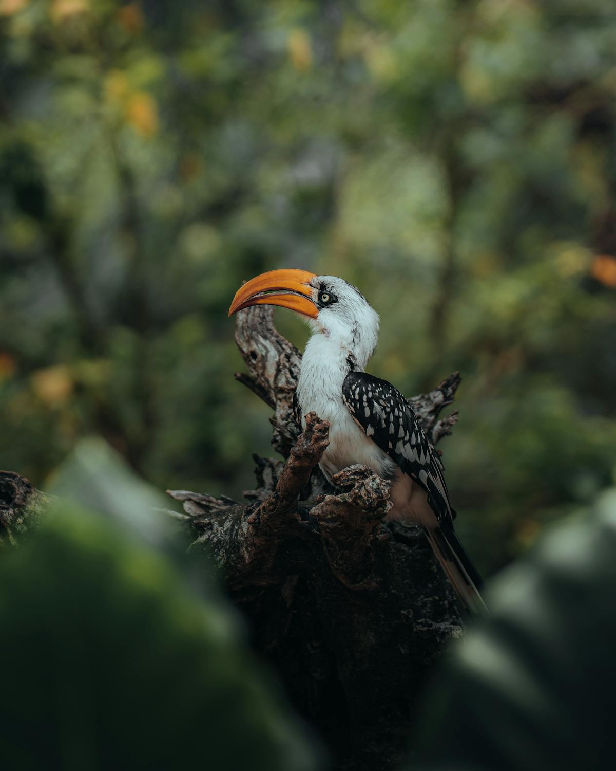 Nature Animal Photos, Download The BEST Free Nature Animal Stock Photos ...