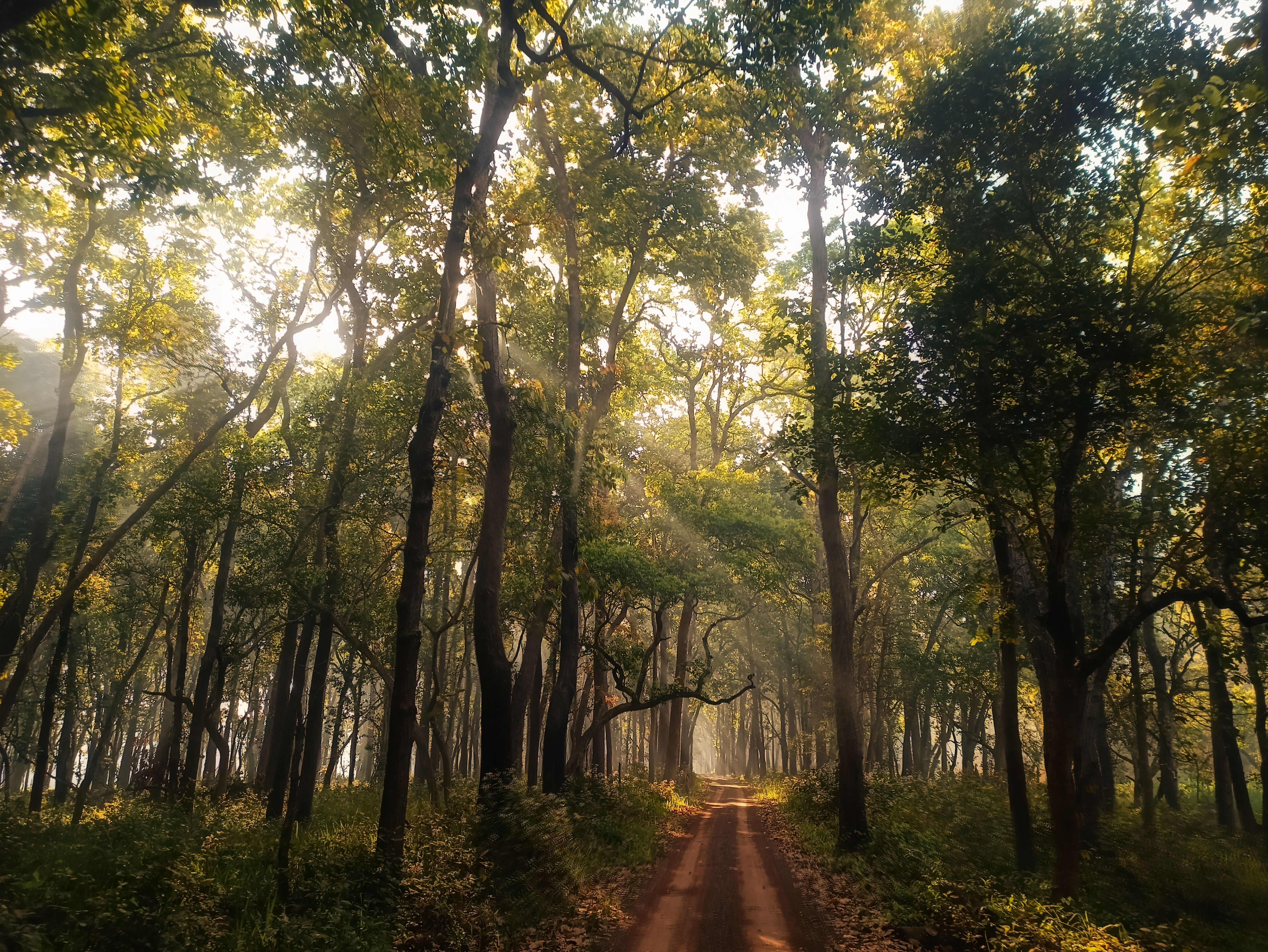 Základová fotografie na téma 4k tapeta, amazonský deštný prales, dřevo ...
