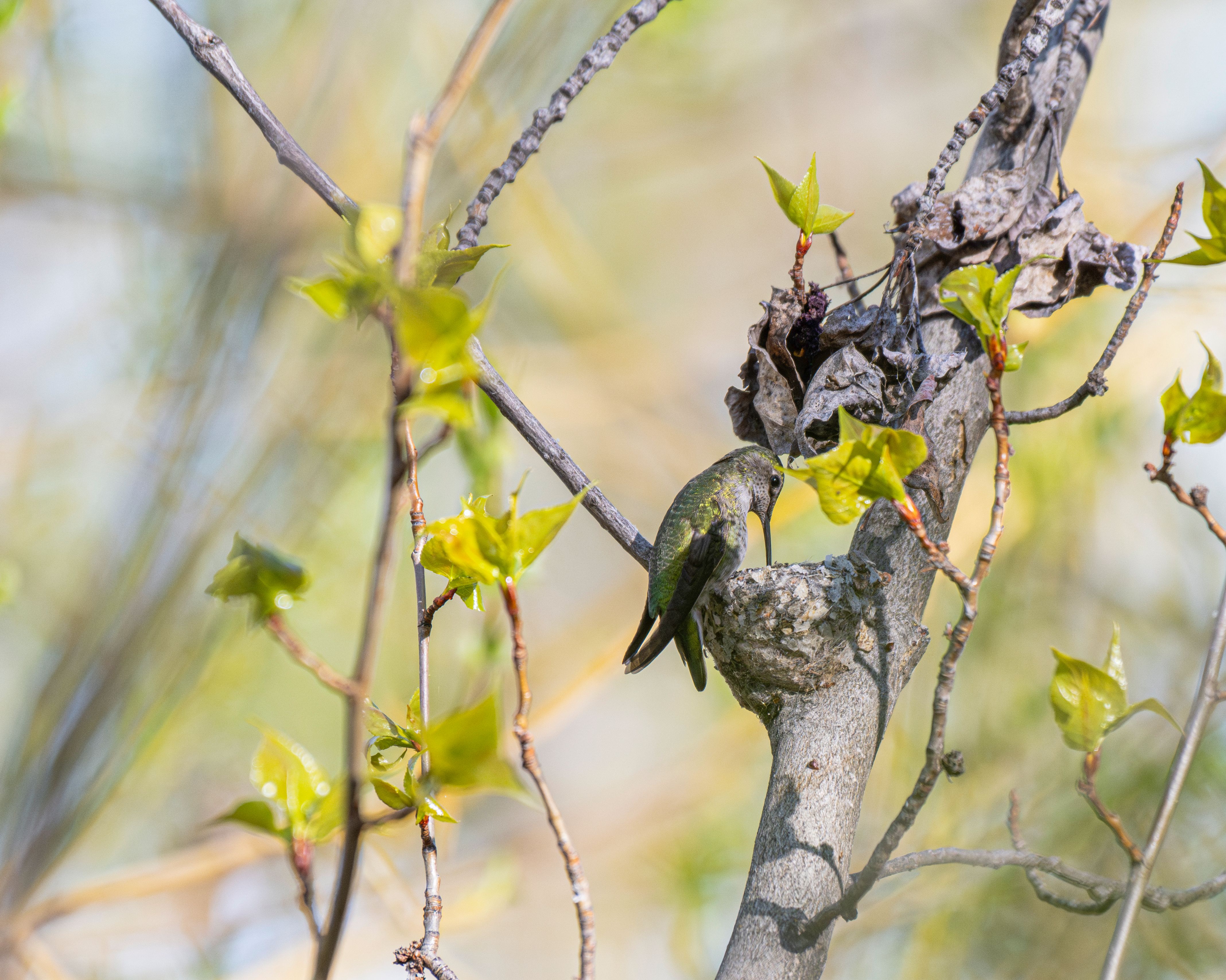 Selective Focus Photography of Two Hatchling Birds in Nest · Free Stock ...