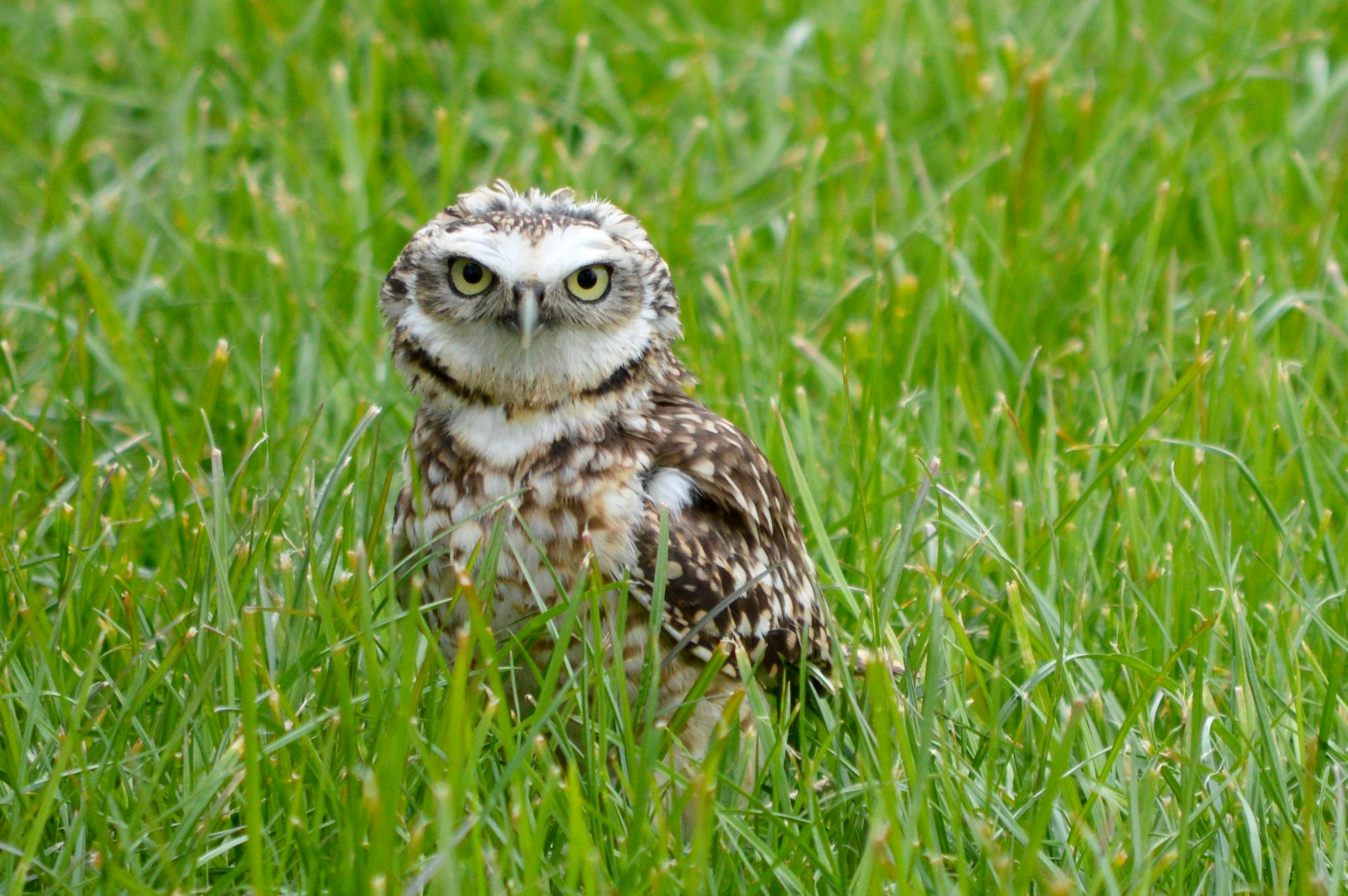 Owl in Grass · Free Stock Photo