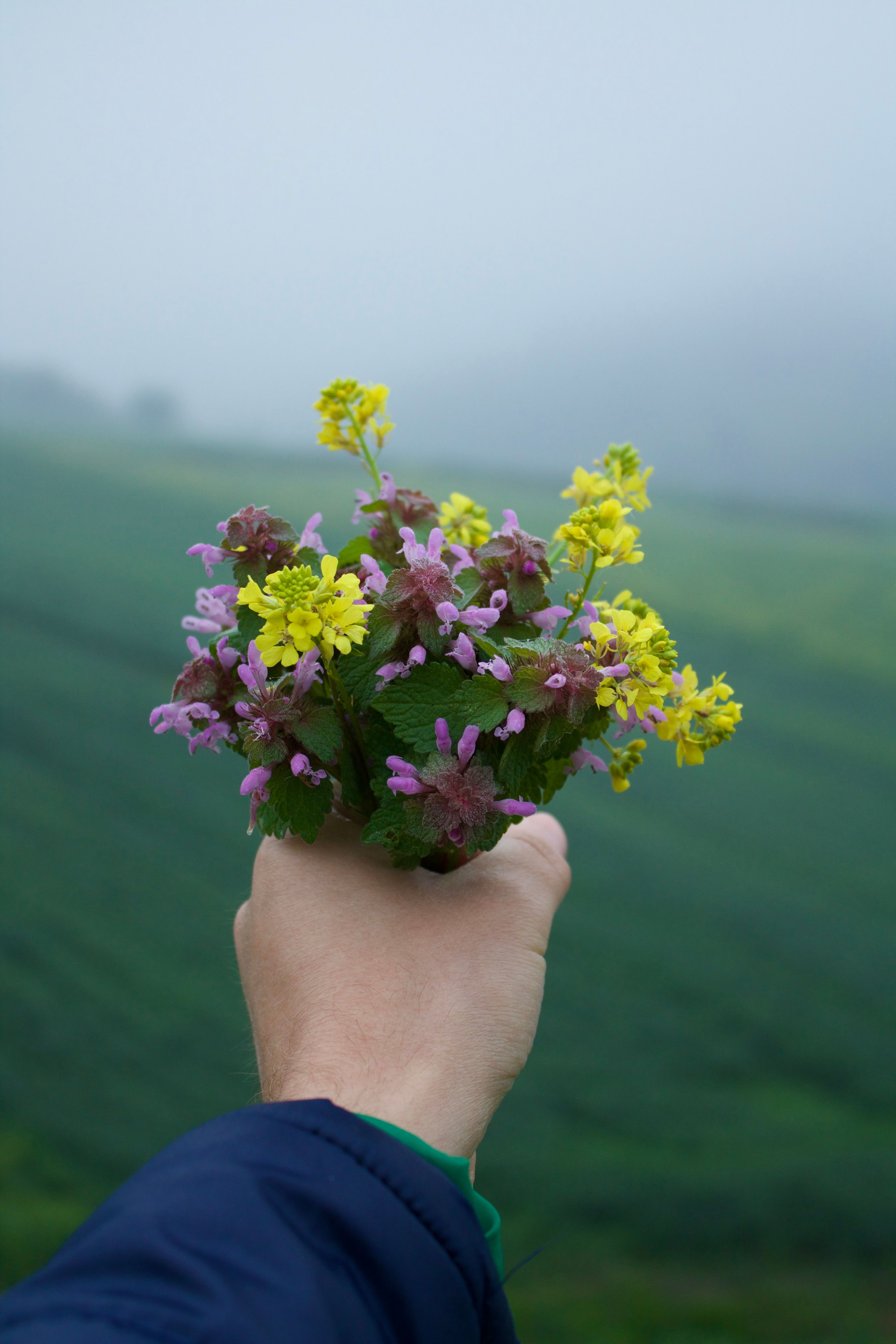 Flowers in Hand · Free Stock Photo