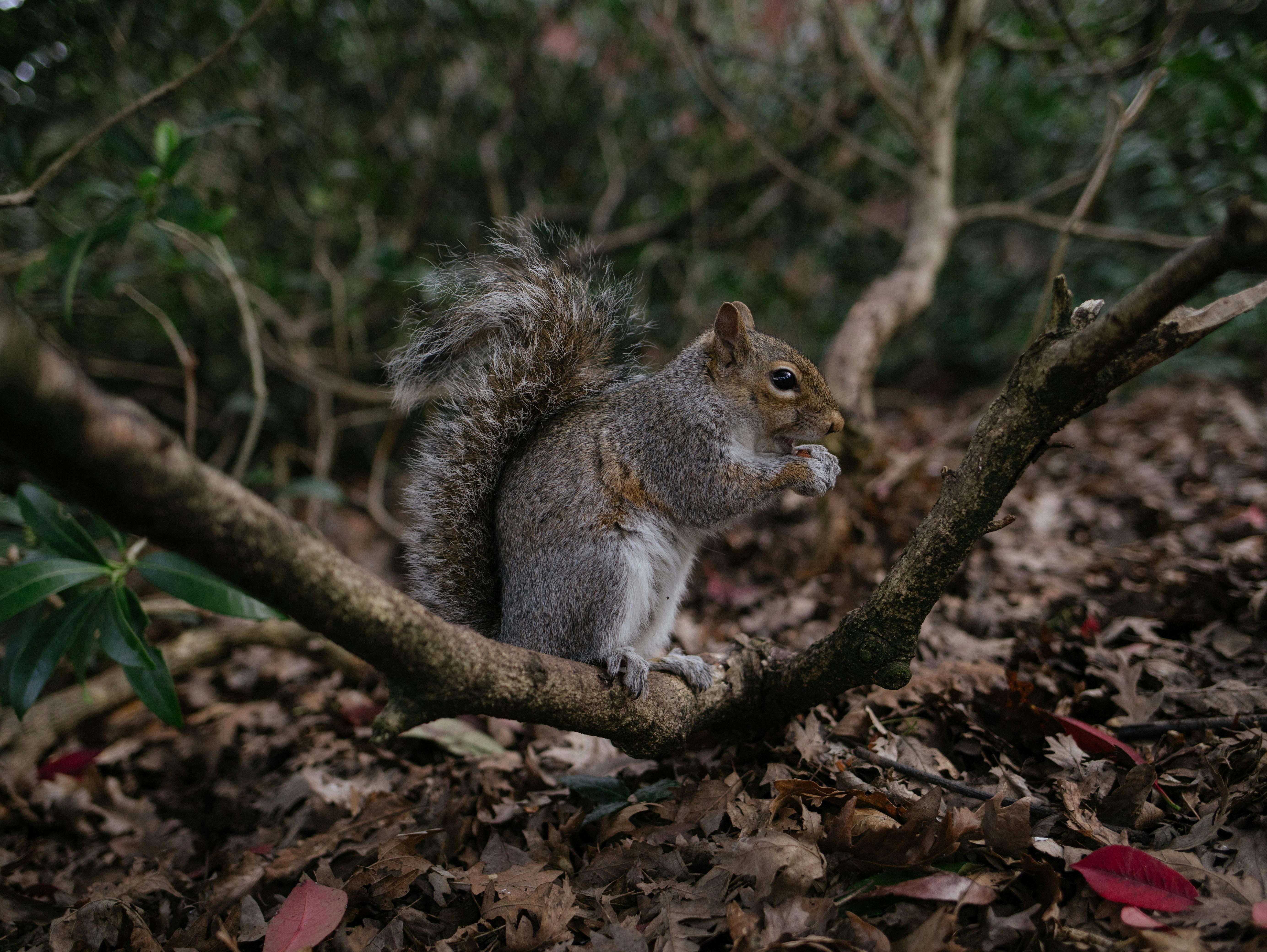 Squirrel in Nature · Free Stock Photo