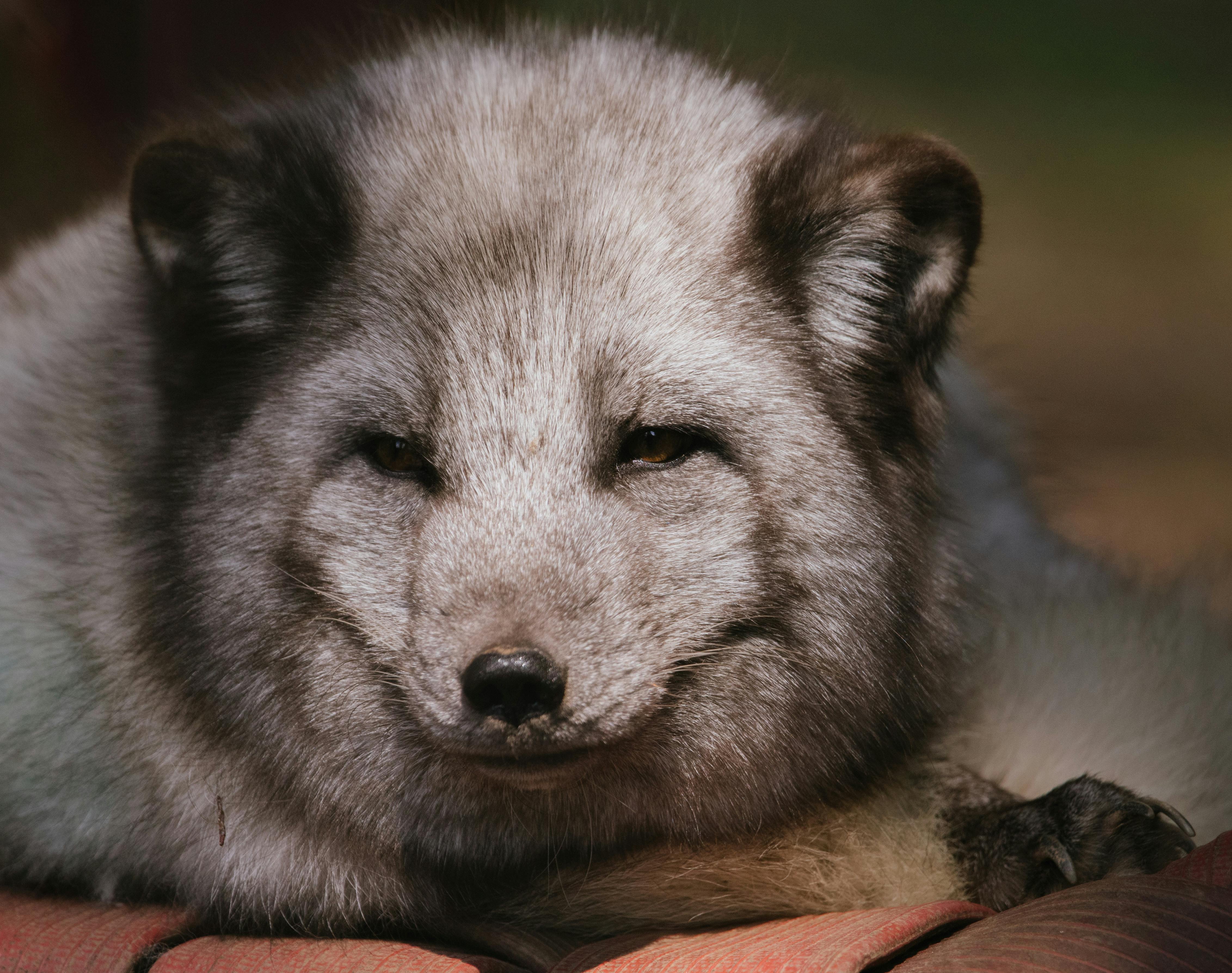 Arctic Fox Photos, Download The BEST Free Arctic Fox Stock Photos & HD ...