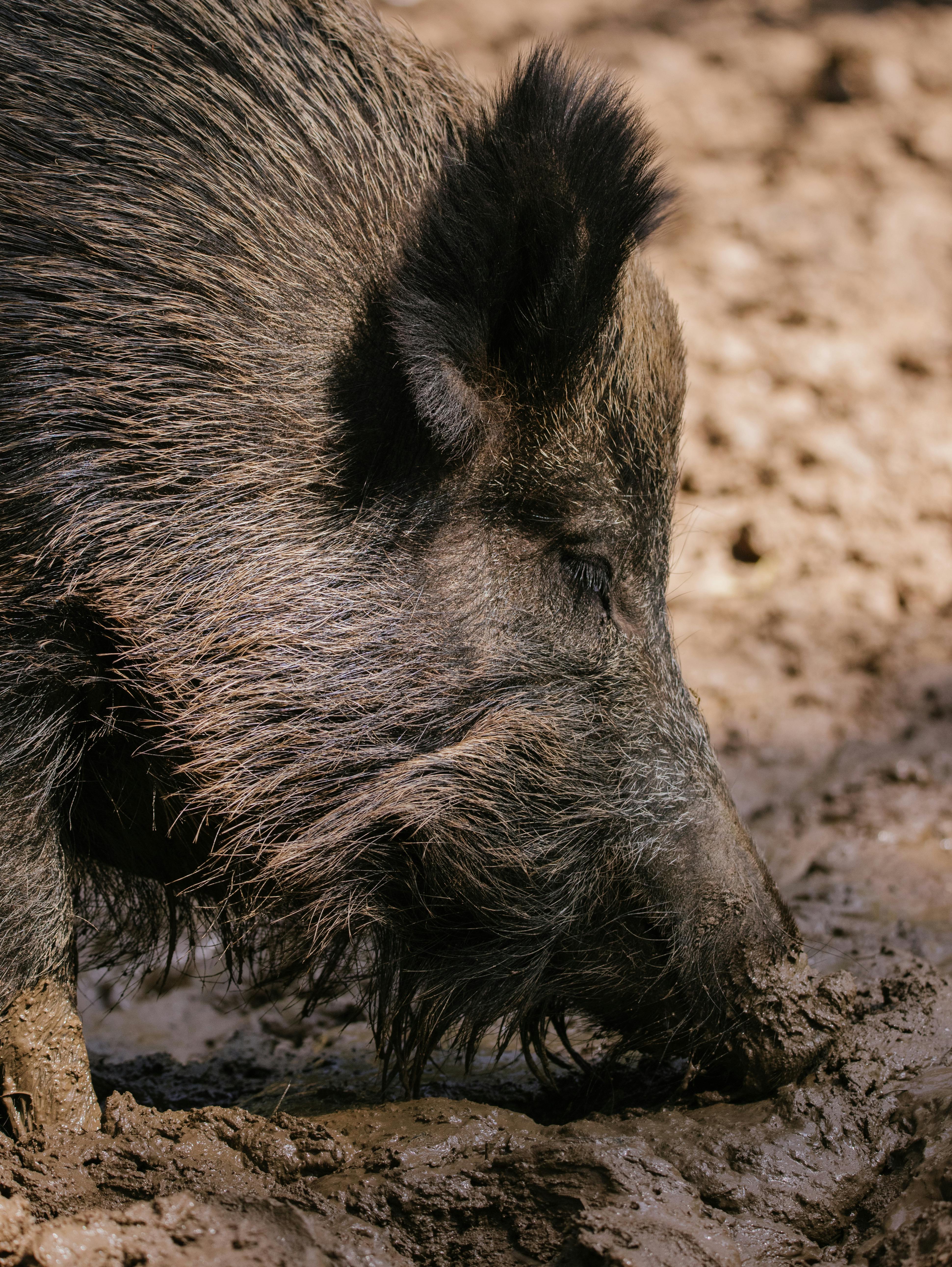 Boar Animal Photos, Download The BEST Free Boar Animal Stock Photos ...