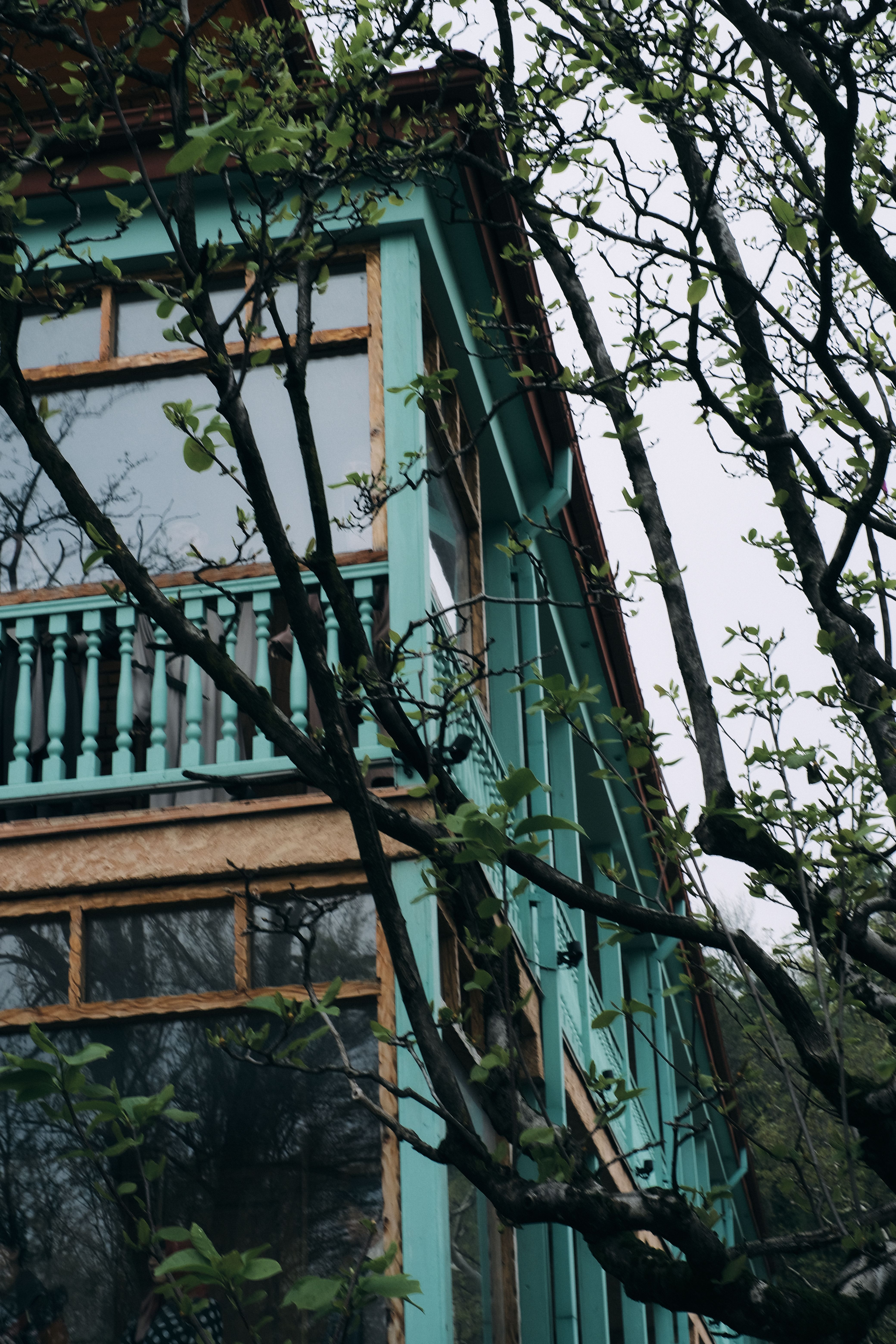 Tree Branches near Building Windows · Free Stock Photo