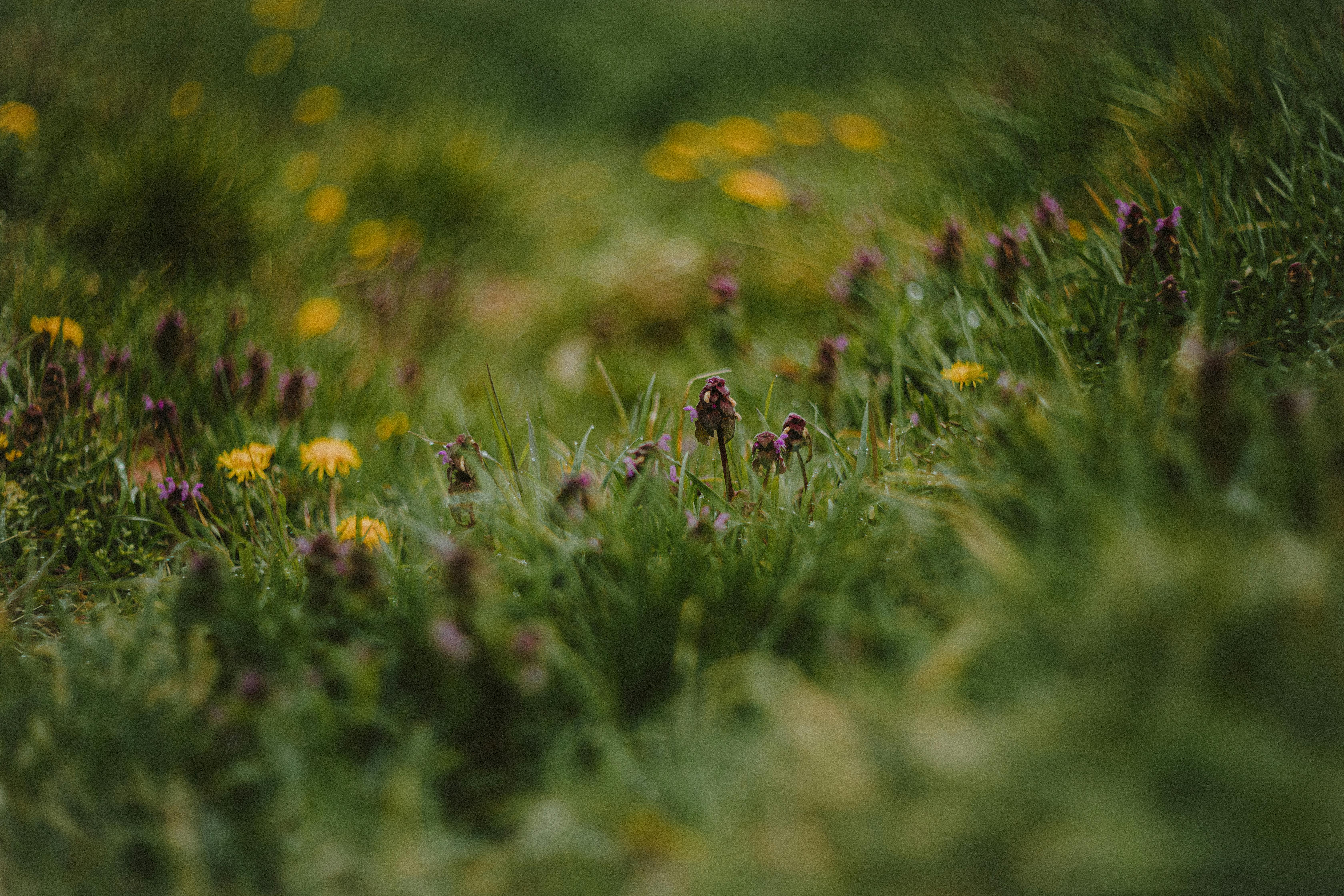 Flowers on Grass · Free Stock Photo