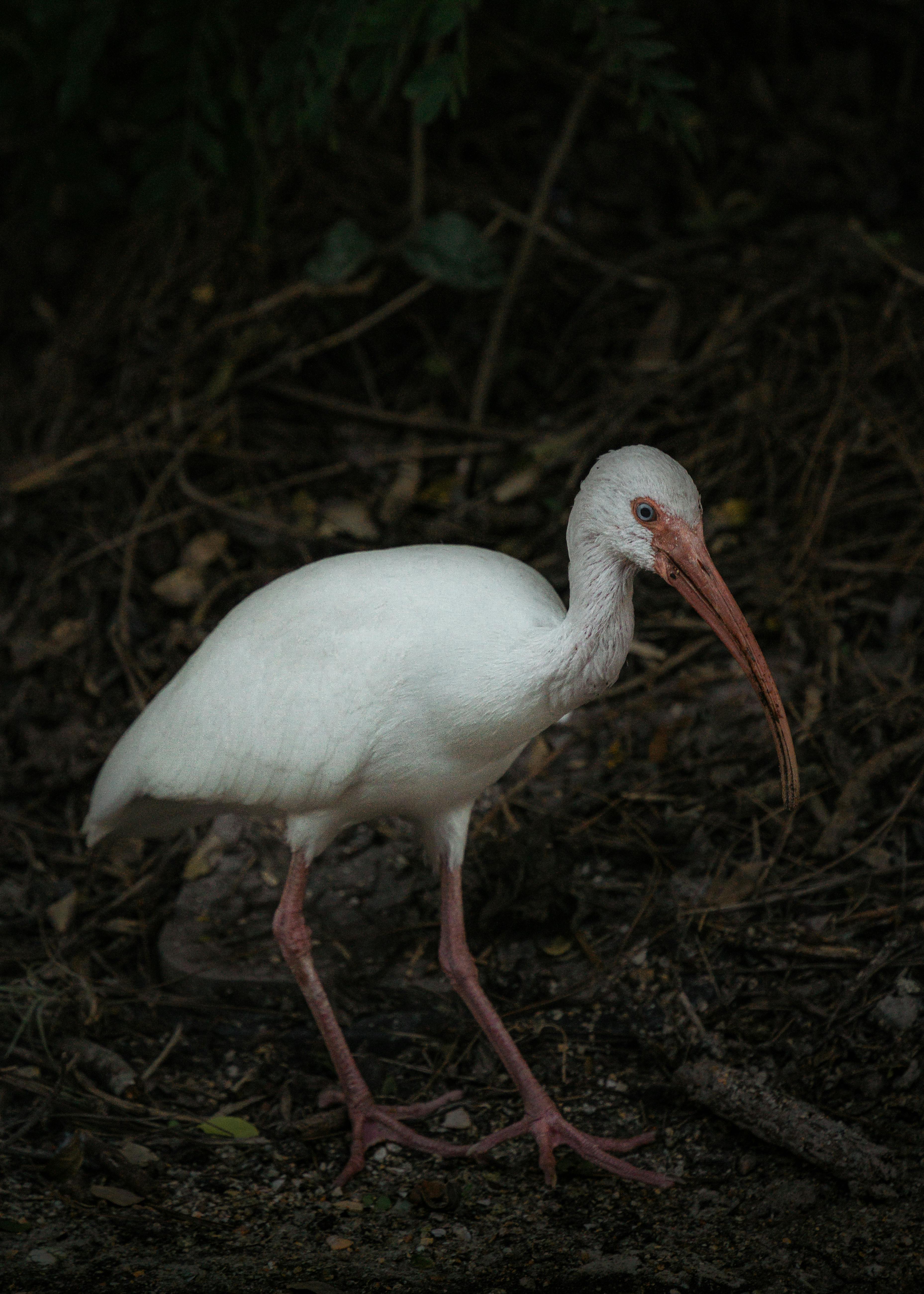 Close up of Ibis · Free Stock Photo