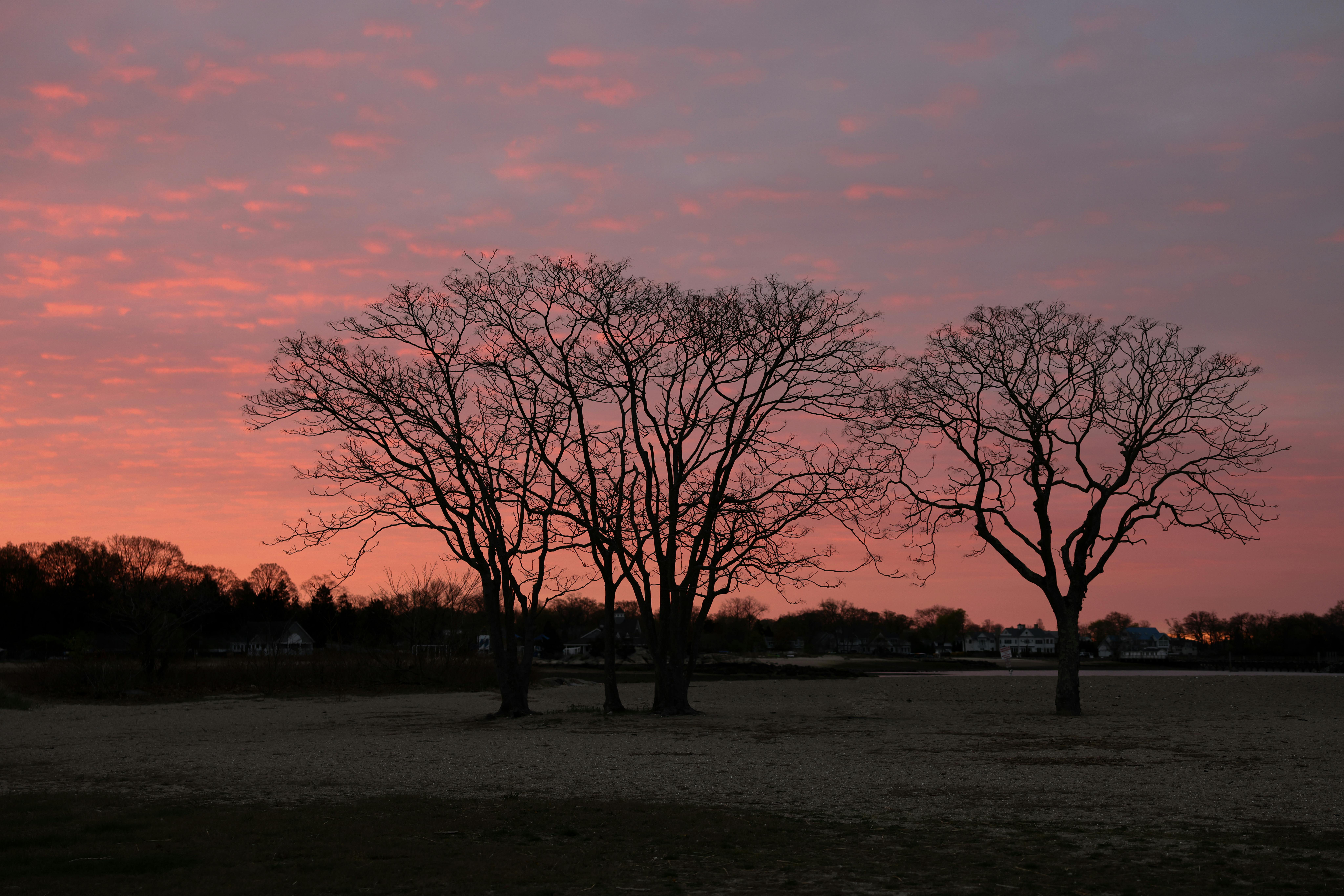Bare Trees on Sand at Dusk · Free Stock Photo