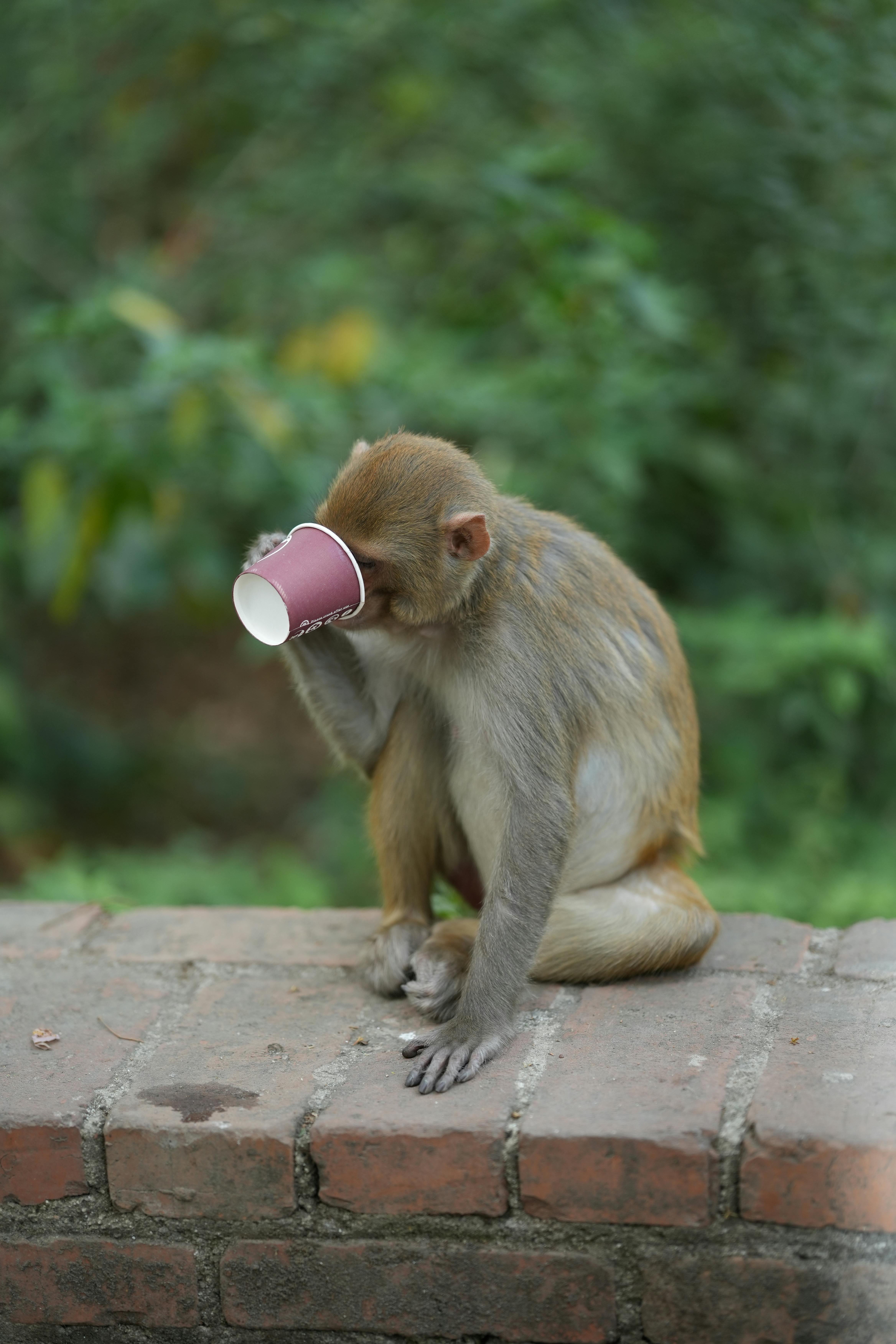 Cartoon Animal Humor Photos, Download The BEST Free Cartoon Animal ...