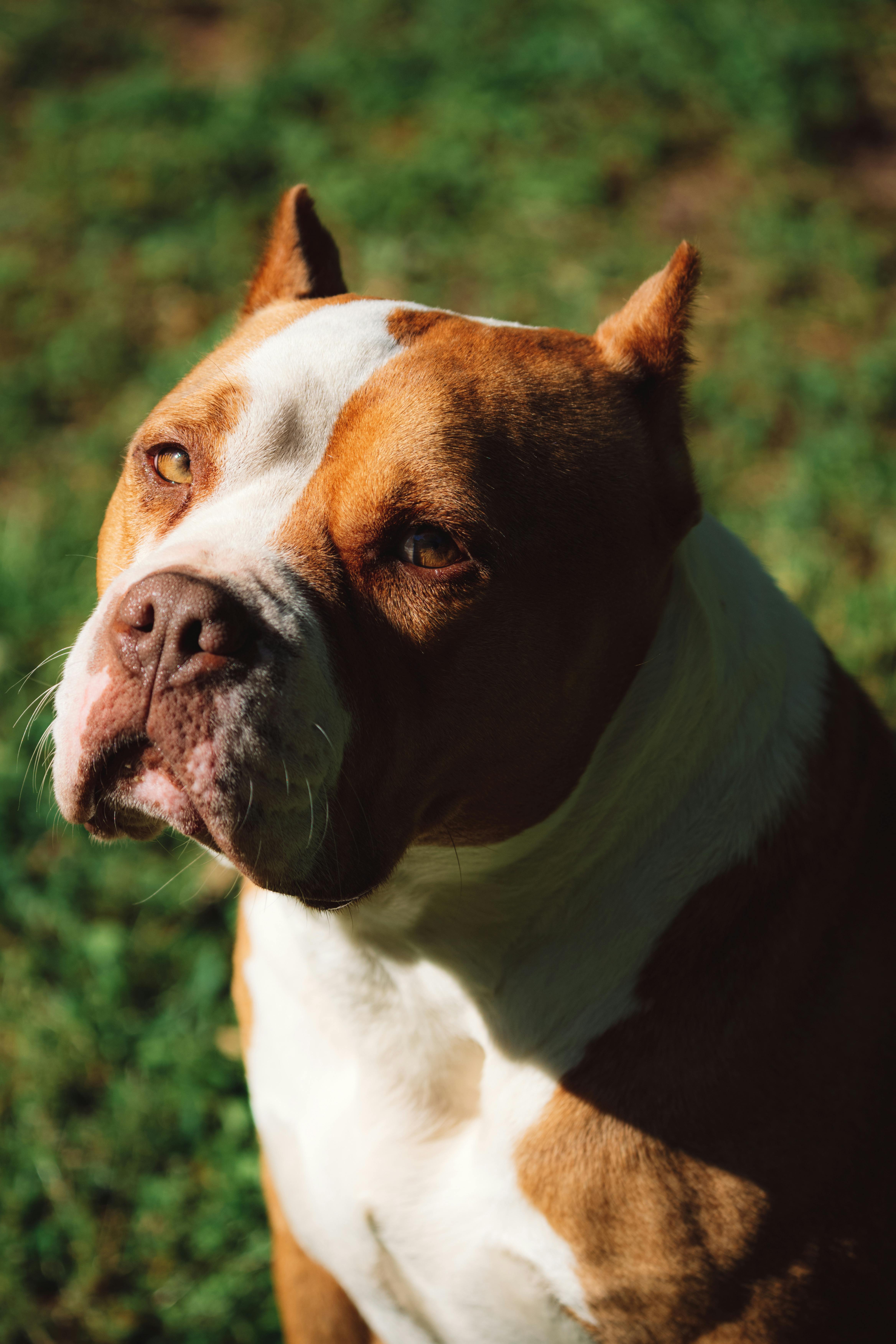 Close up of Pit Bull · Free Stock Photo