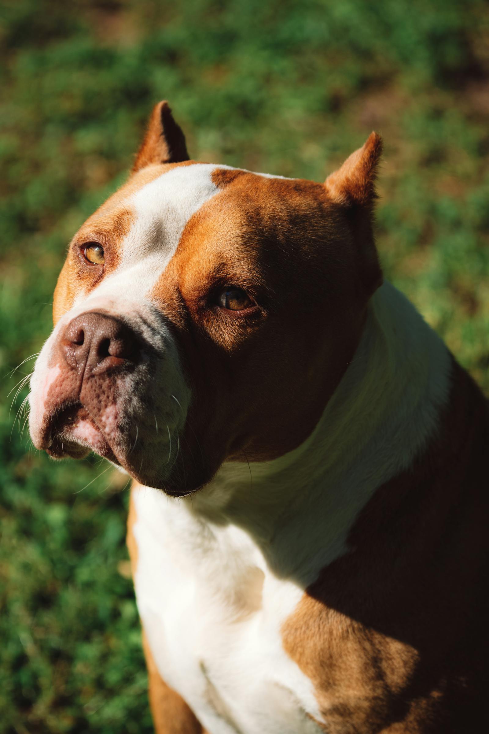 Pit Bull Photos, Download The BEST Free Pit Bull Stock Photos & HD Images