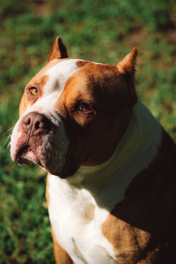 Pit Bull Photos, Download The BEST Free Pit Bull Stock Photos & HD Images