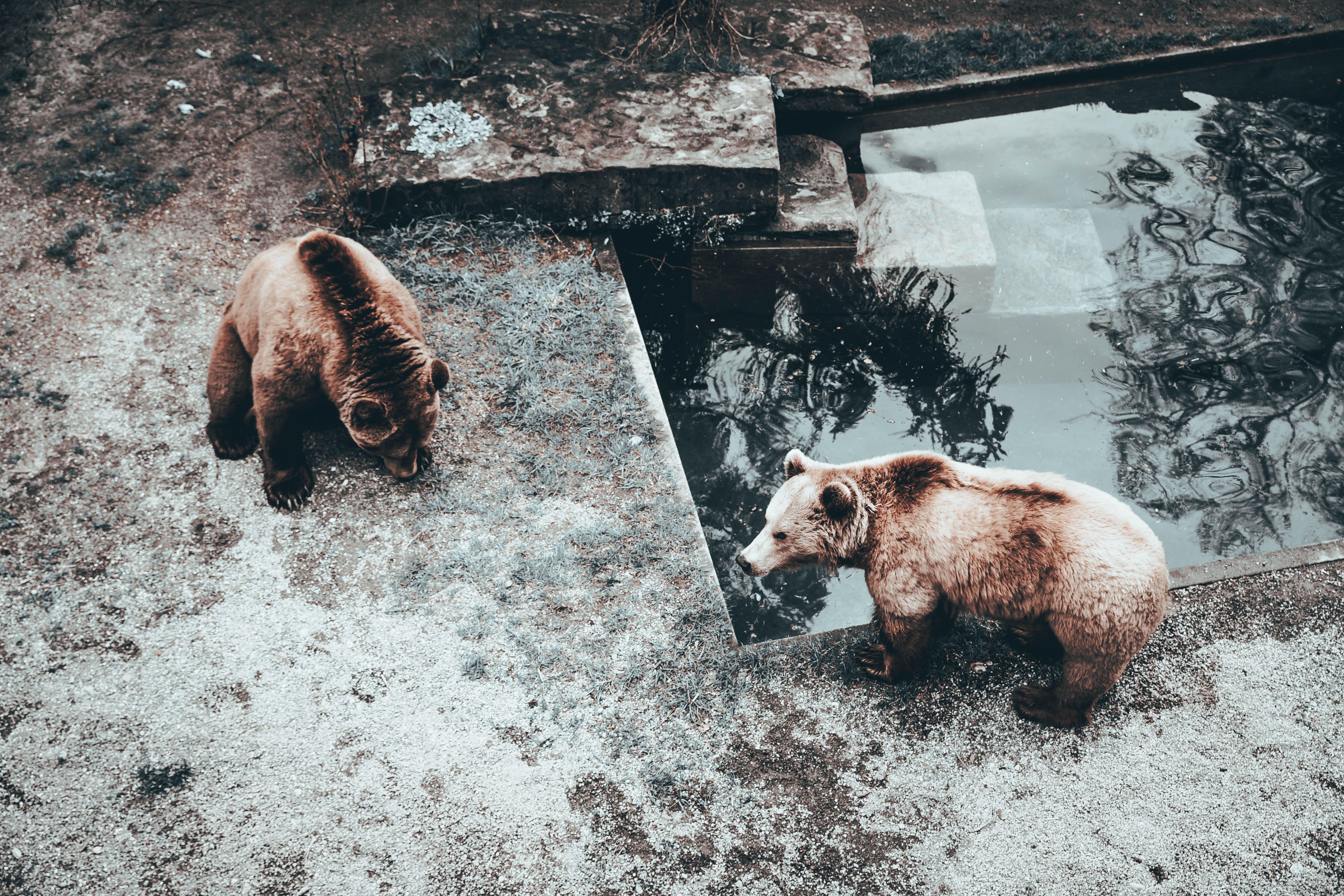 Water Bears Photos, Download The BEST Free Water Bears Stock Photos ...