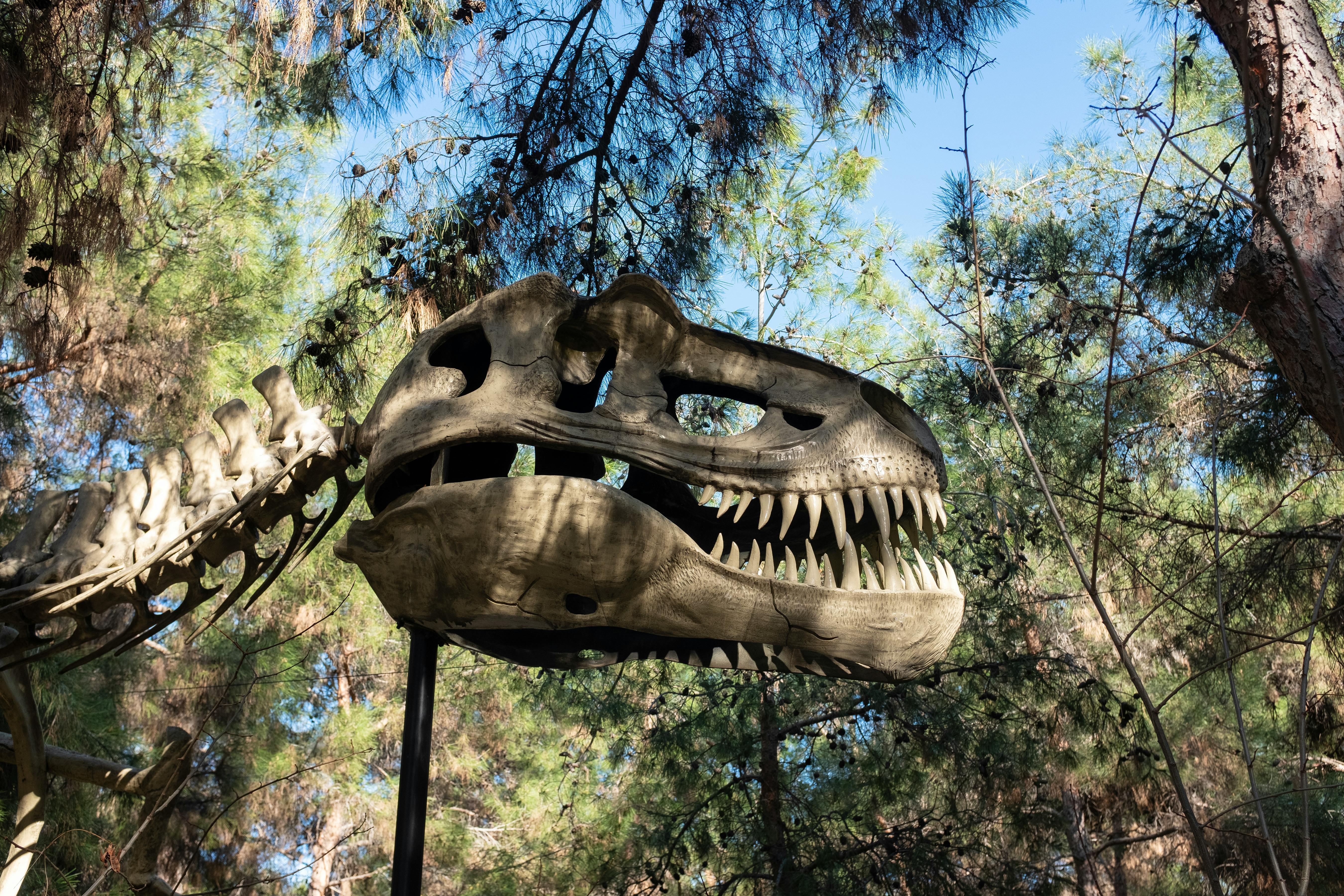 Skeleton Fae Photos, Download The BEST Free Skeleton Fae Stock Photos ...