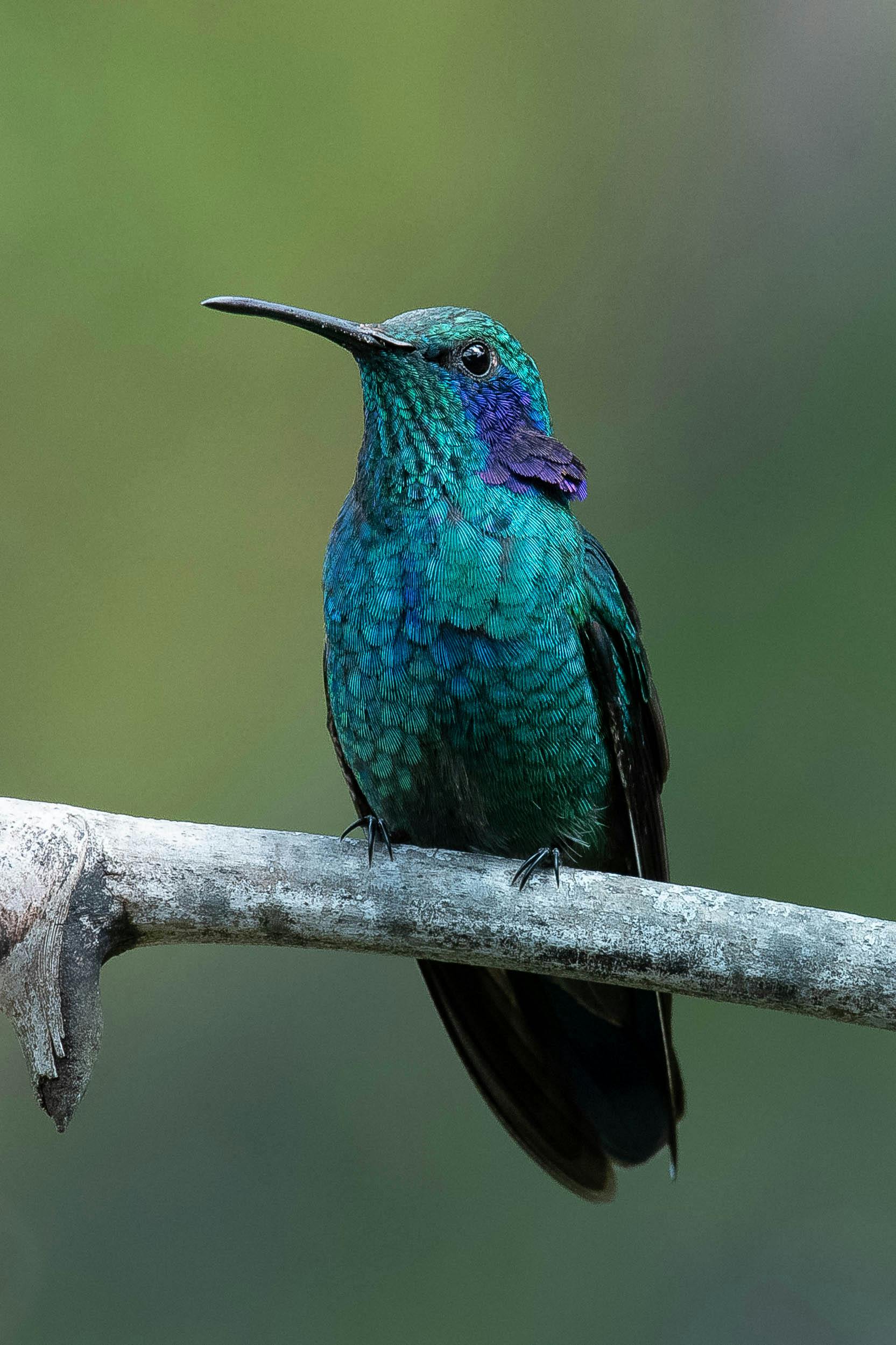 Colibri Photos, Download The BEST Free Colibri Stock Photos & HD Images