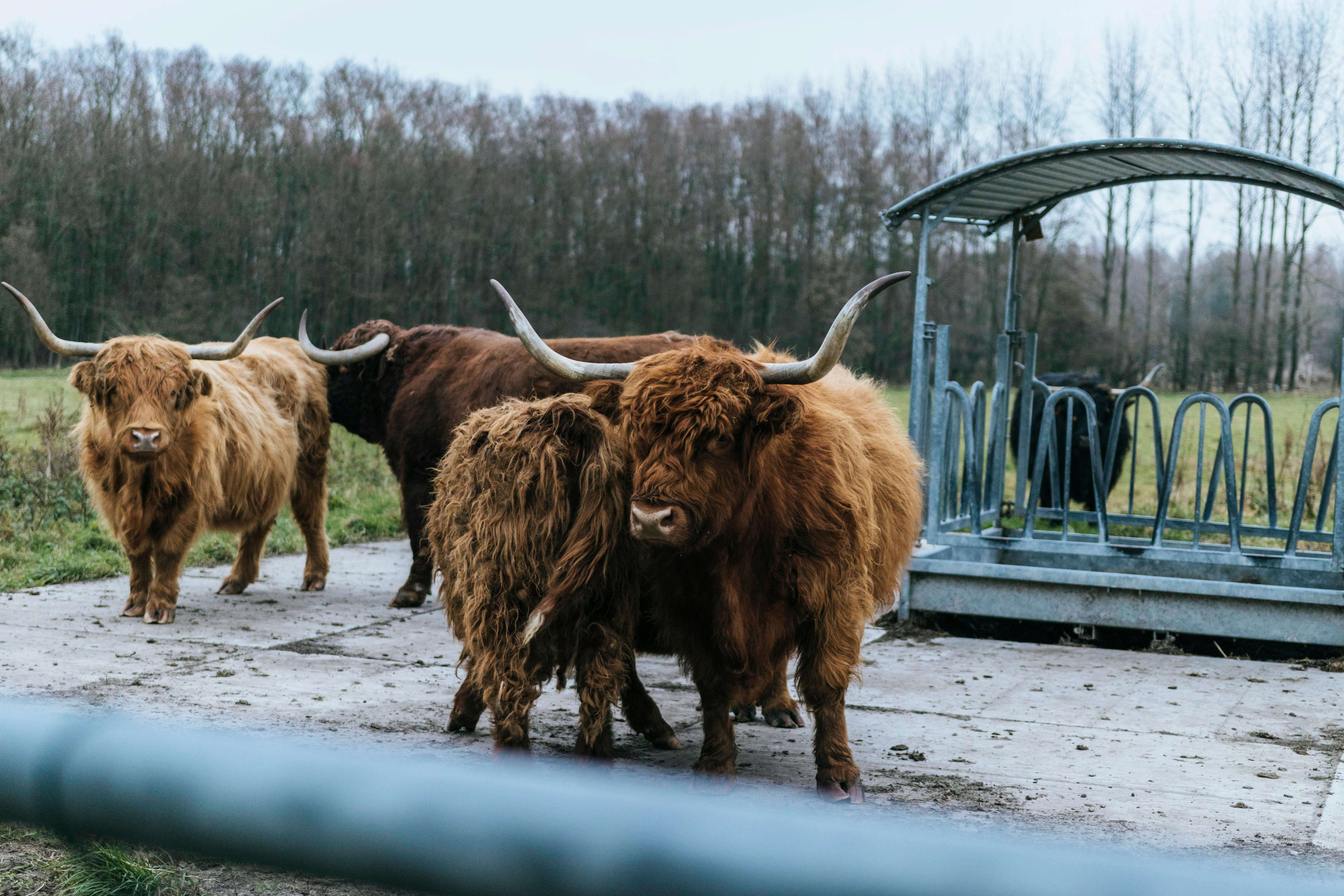 Four Brown Yaks Standing Near Shed · Free Stock Photo