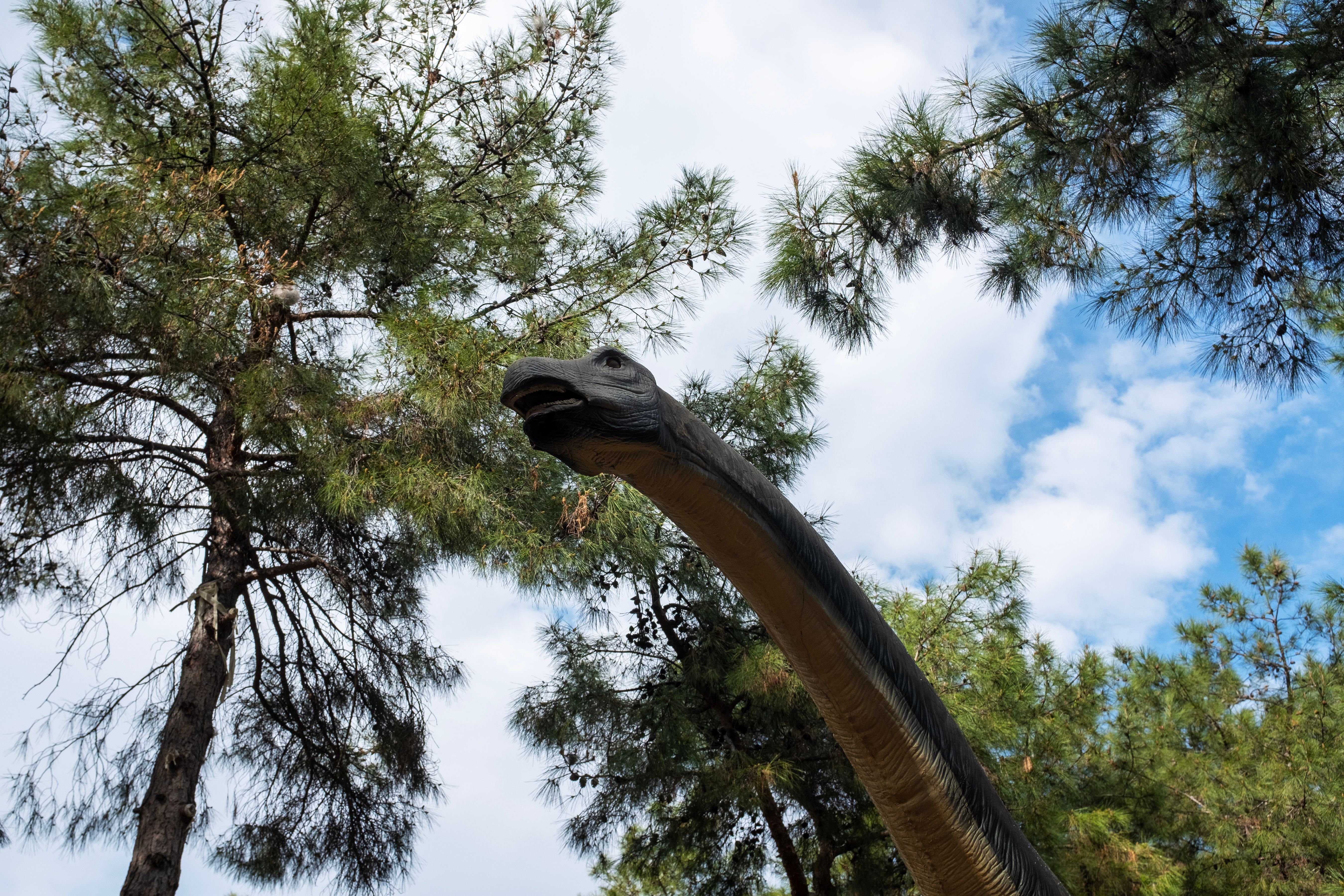 Tall Prehistoric Photos, Download The BEST Free Tall Prehistoric Stock ...
