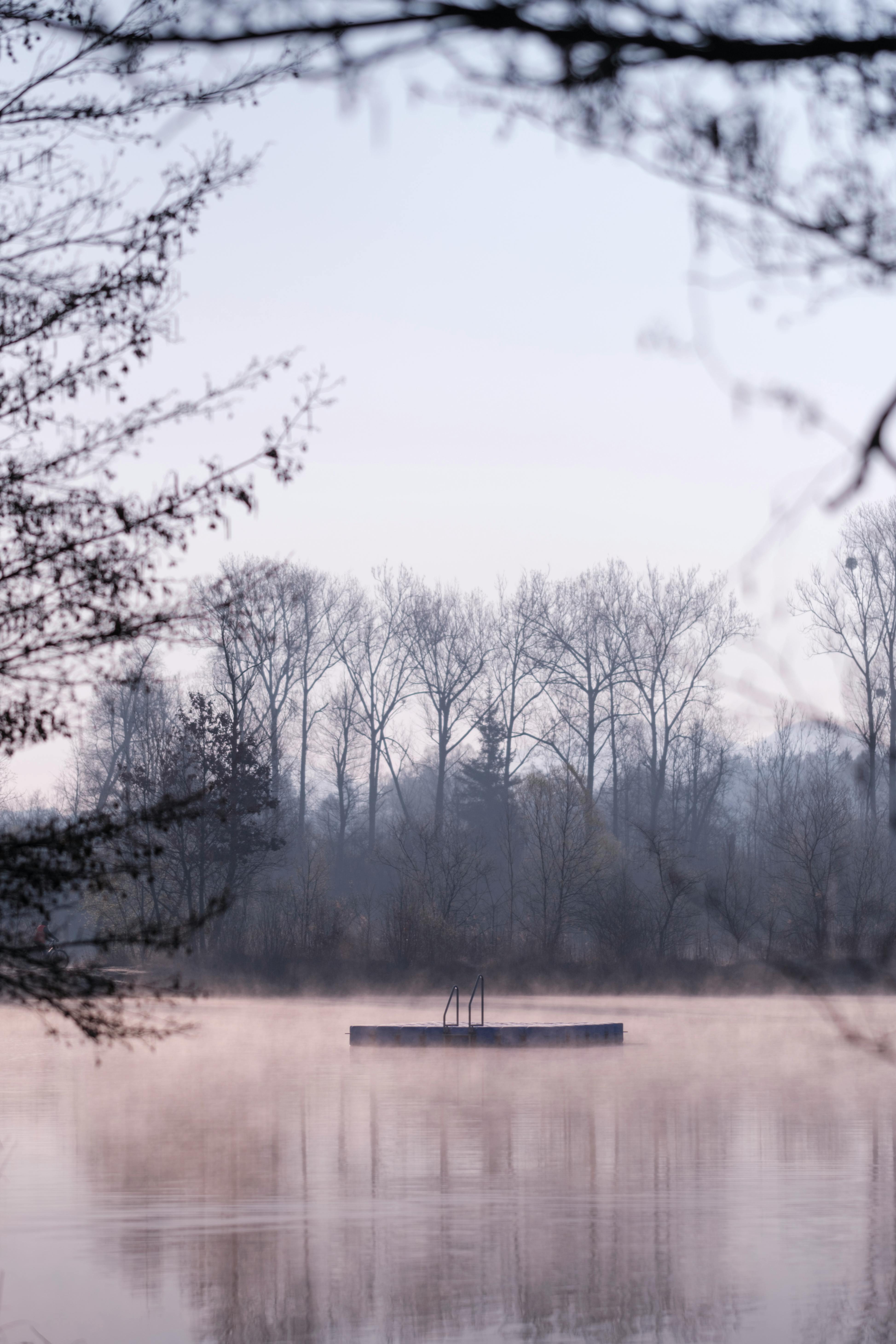 Empty Trees by the Lake · Free Stock Photo