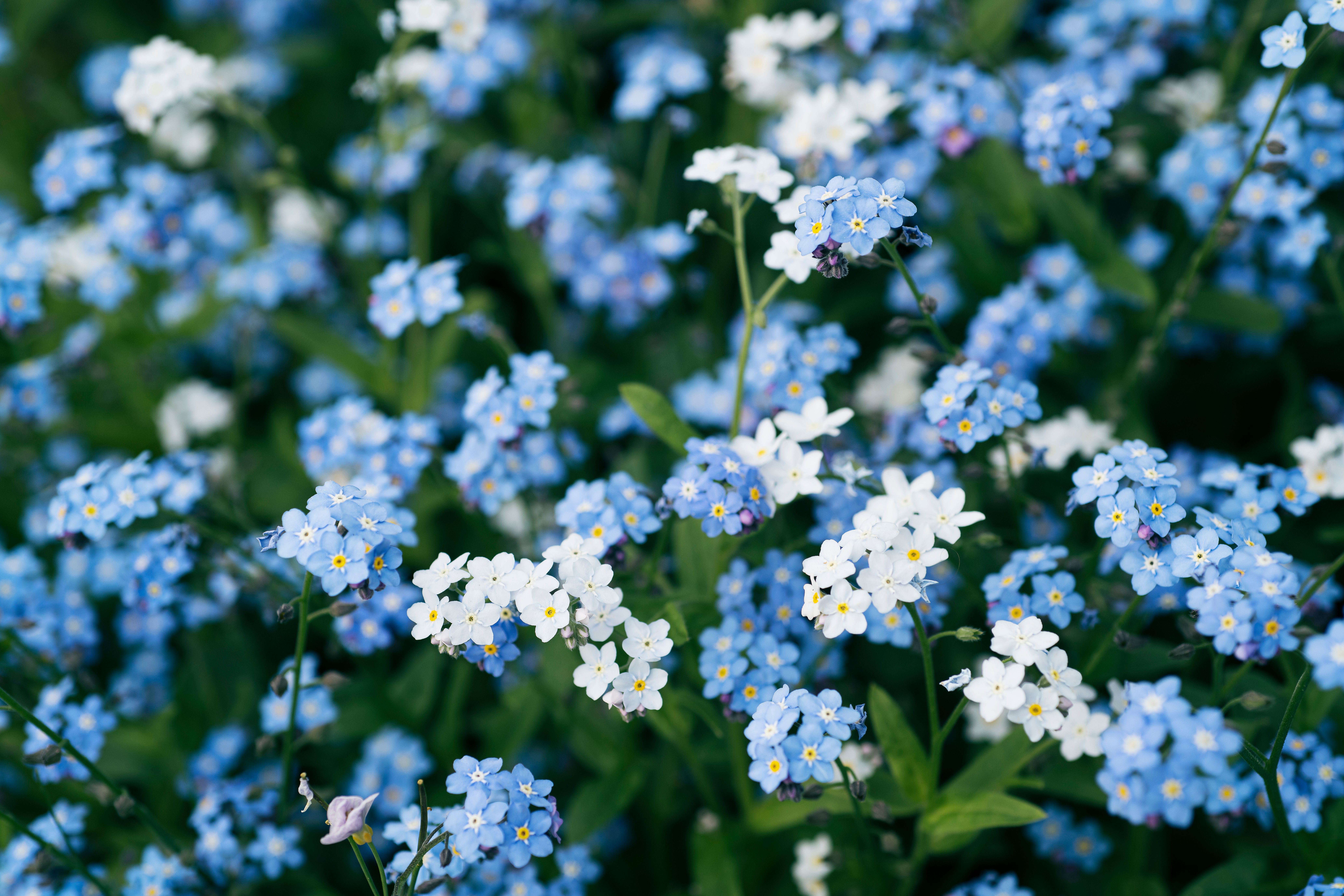 Forget Me Not Blue Eyes
