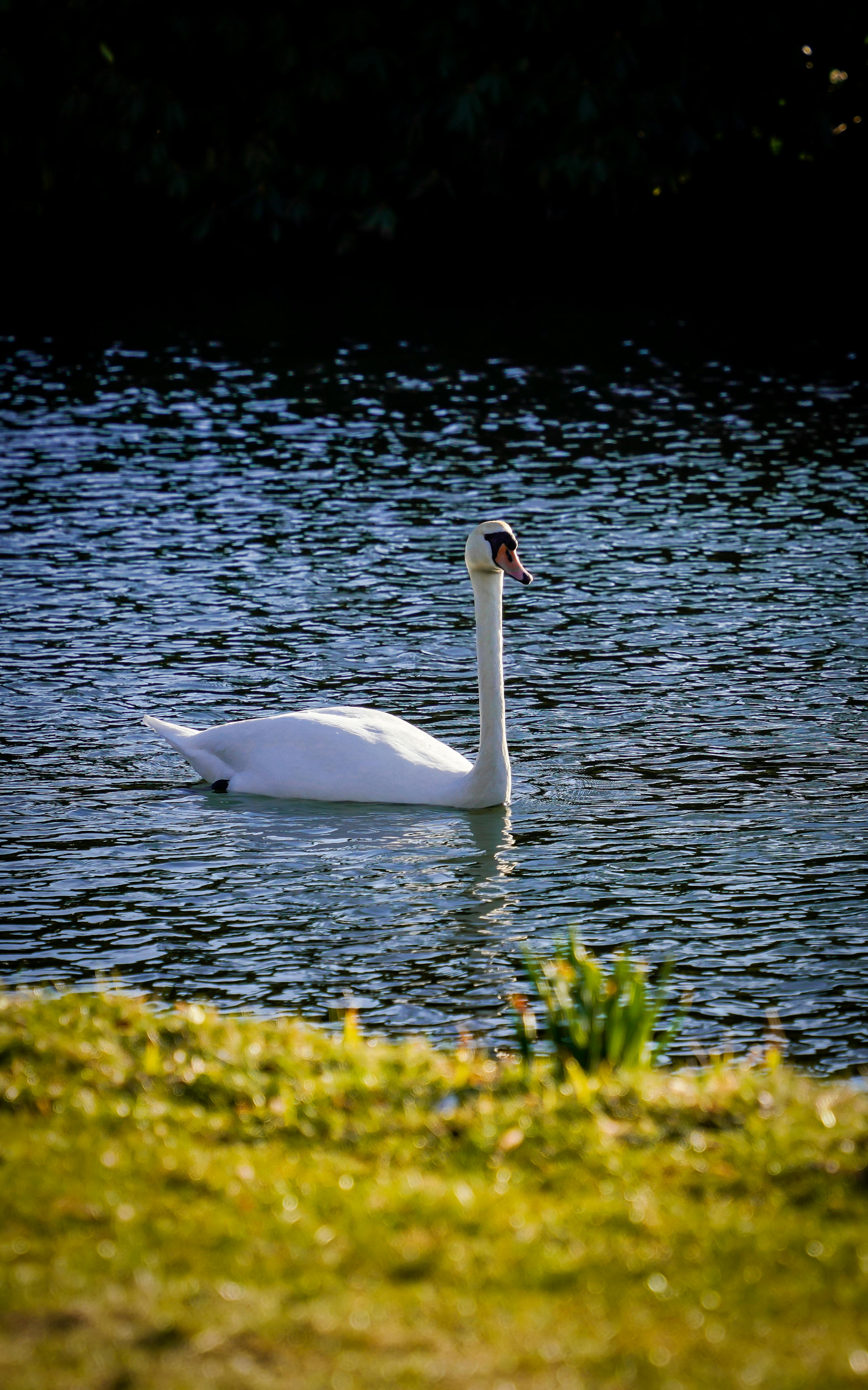 Swam Swimming on Lake · Free Stock Photo