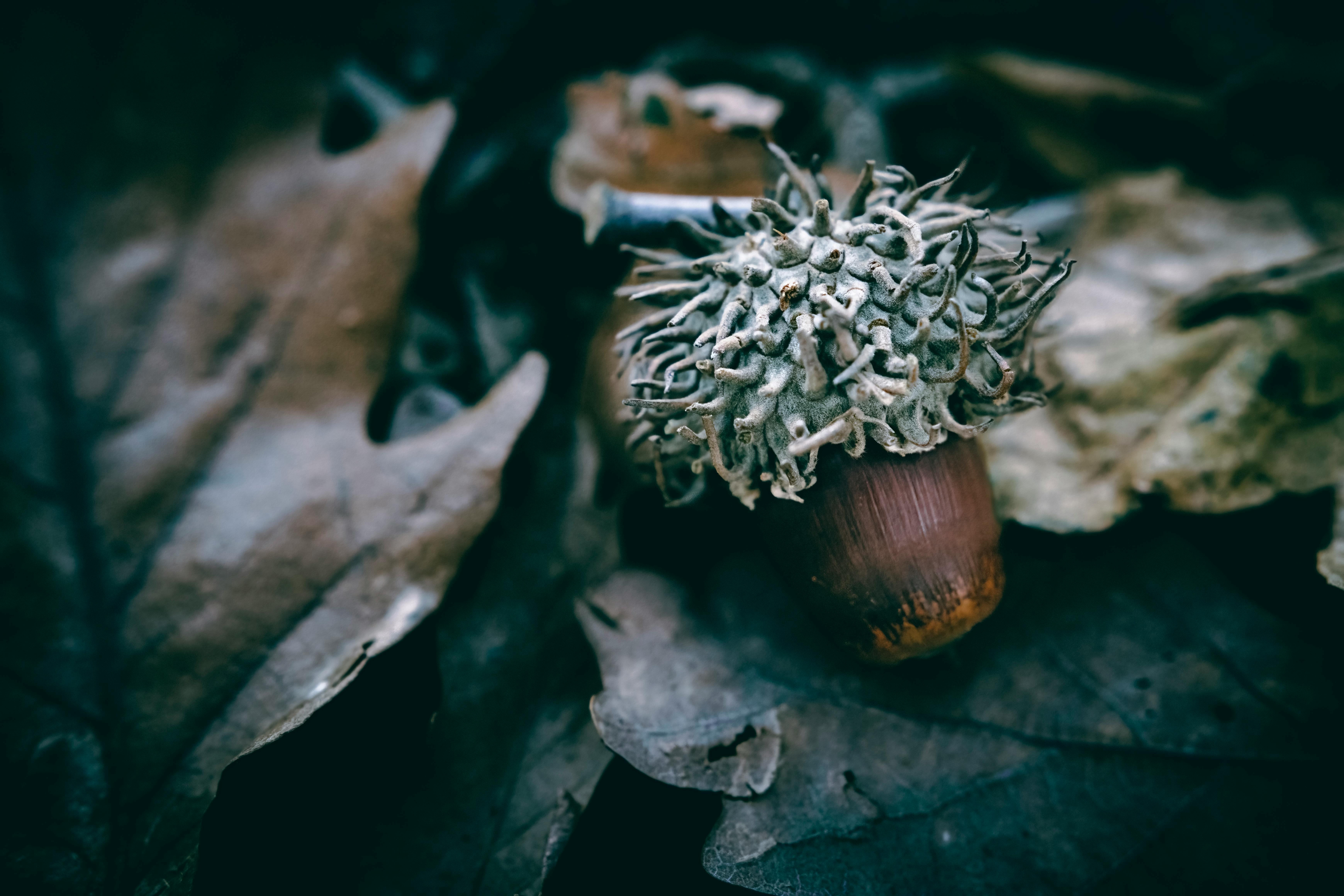 Acorn Cap Photos, Download The BEST Free Acorn Cap Stock Photos & HD Images