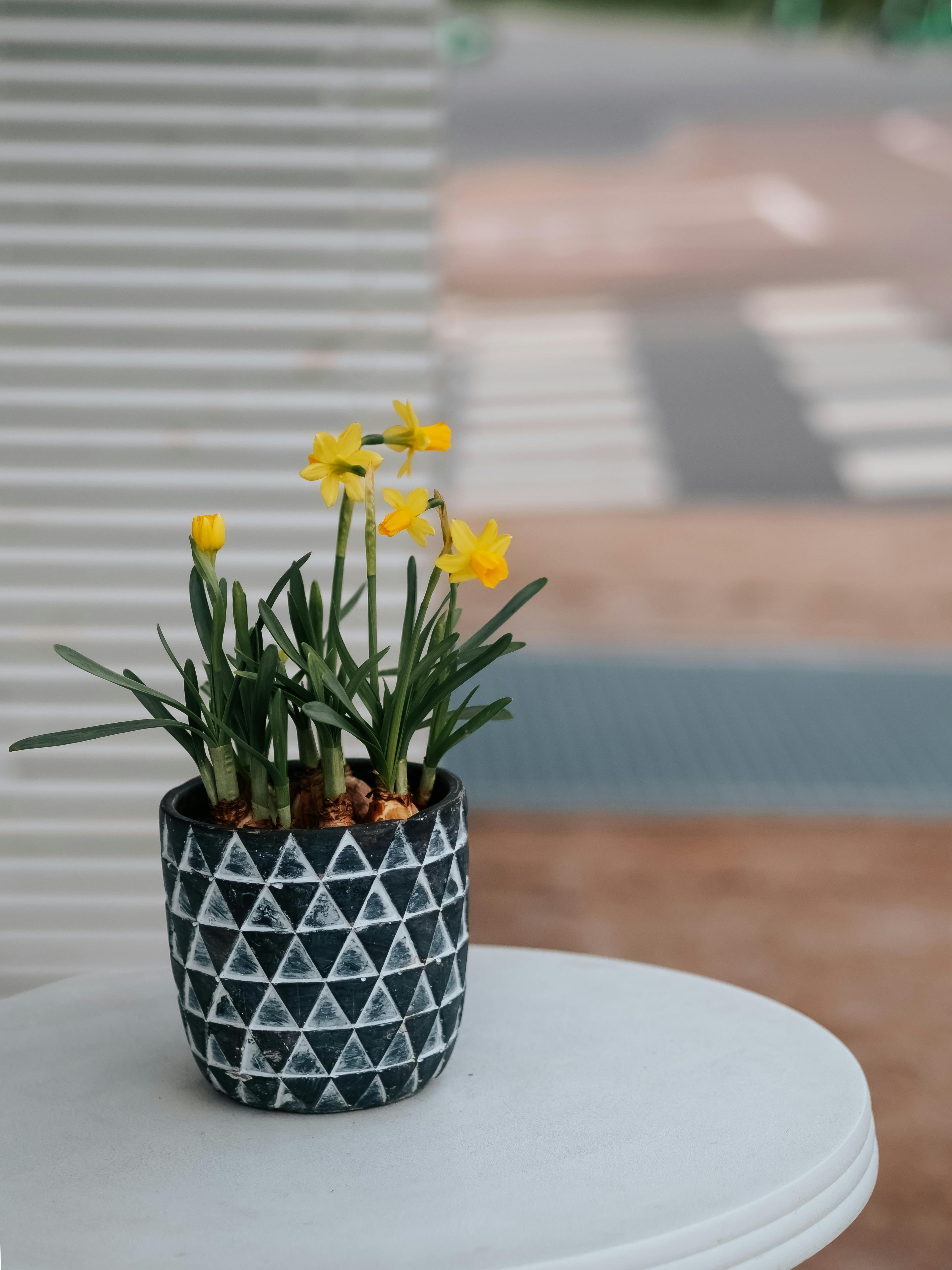 Penny Pot Photos, Download The BEST Free Penny Pot Stock Photos & HD Images