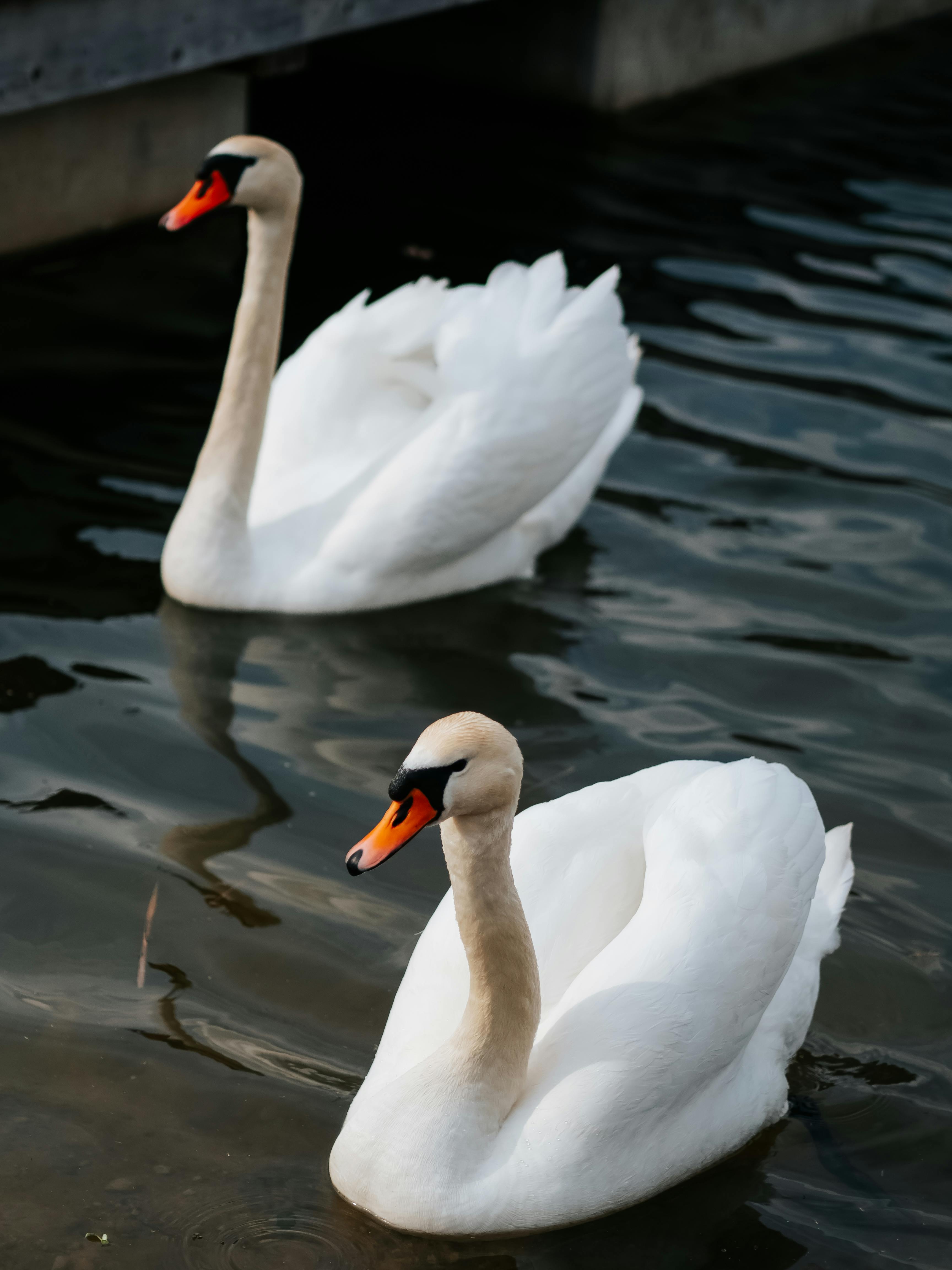 Close up of Swans · Free Stock Photo