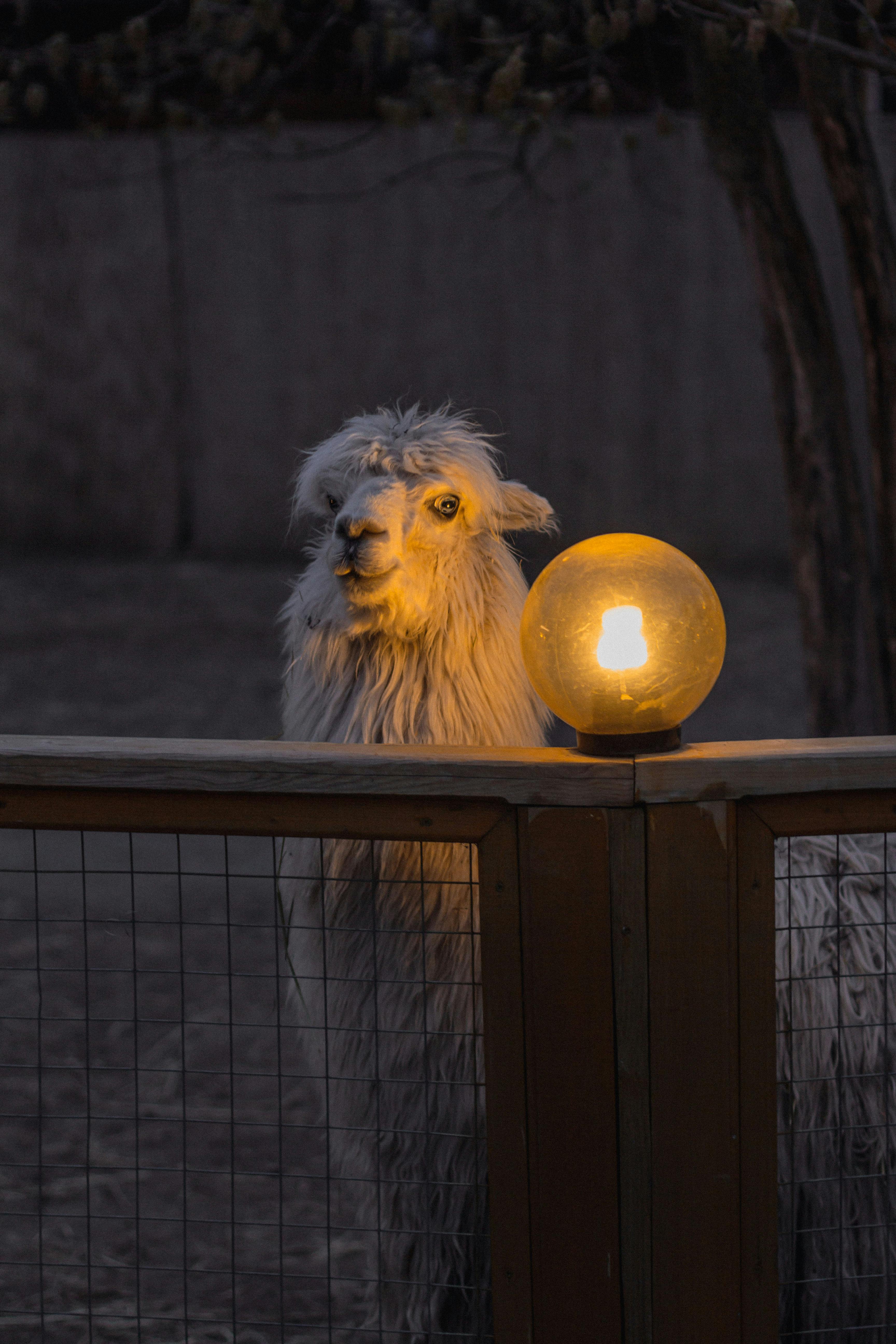 Lama Lamp Philippines Photos, Download The BEST Free Lama Lamp ...