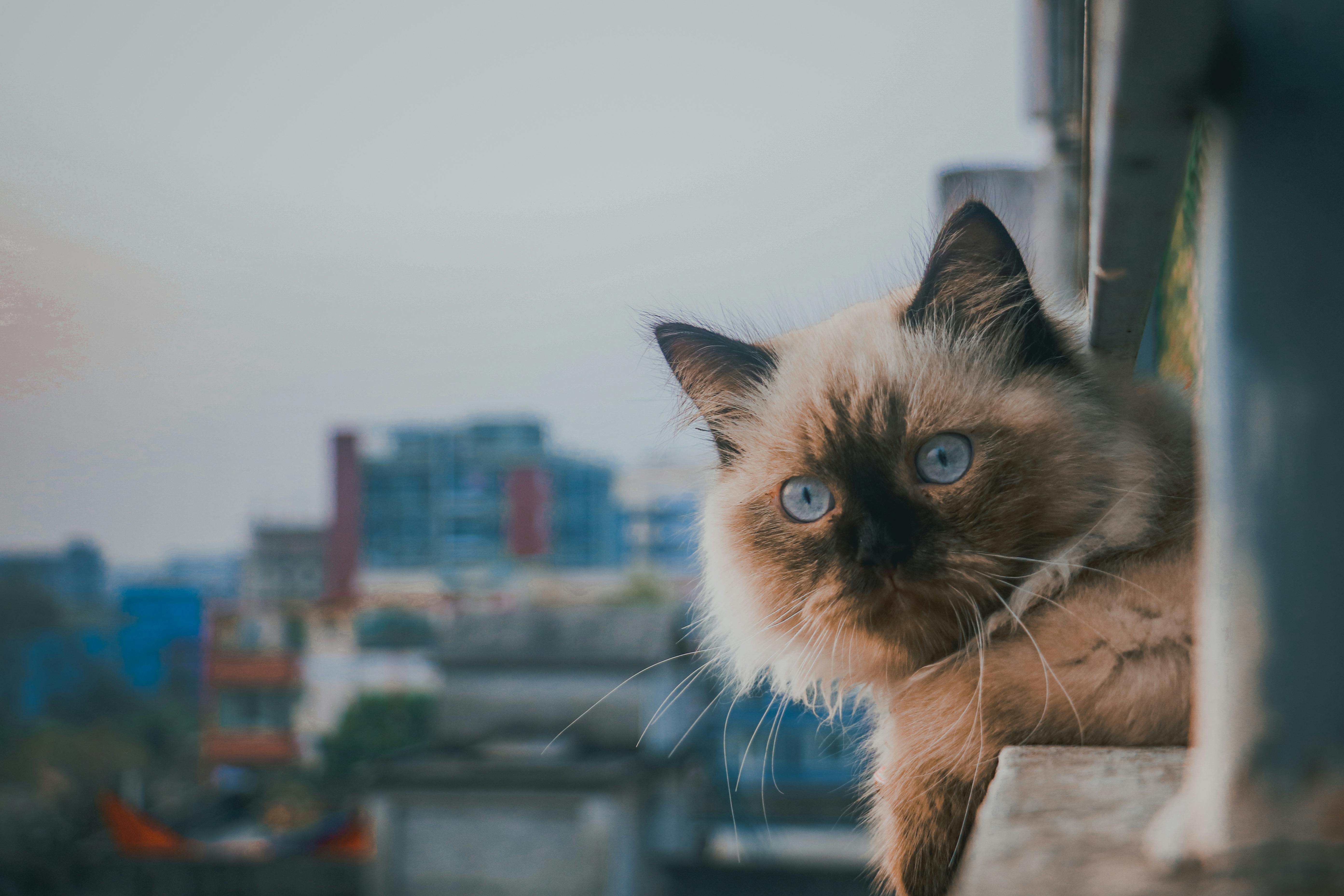 Ragdoll Photos, Download The BEST Free Ragdoll Stock Photos & HD Images