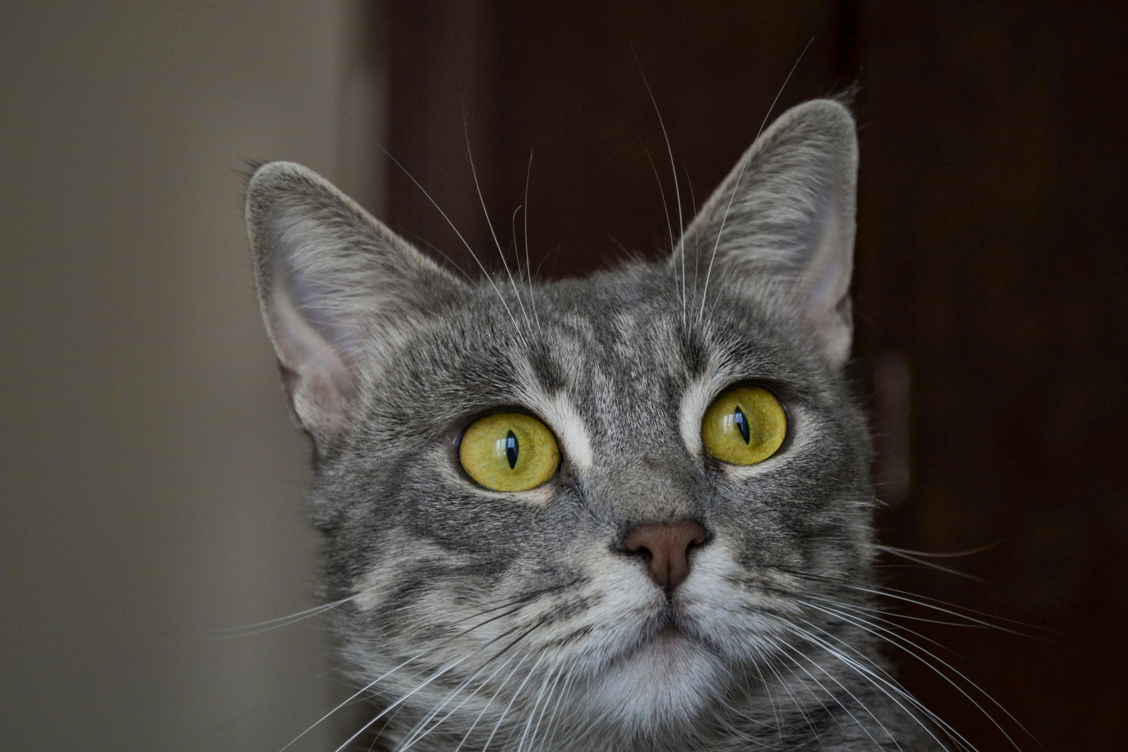 Close up of Cat Head · Free Stock Photo