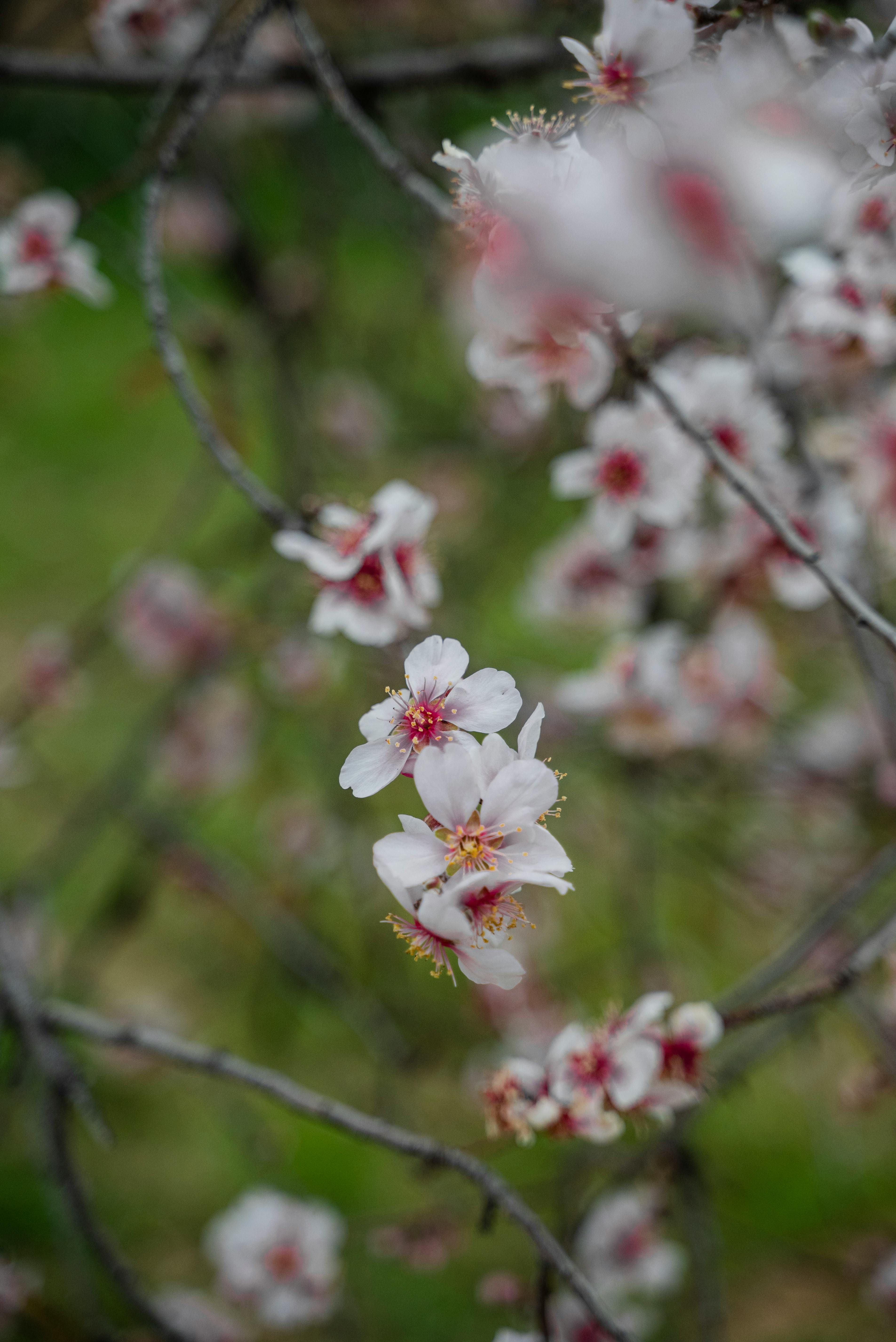 Peach Colour Flower Photos, Download The BEST Free Peach Colour Flower ...